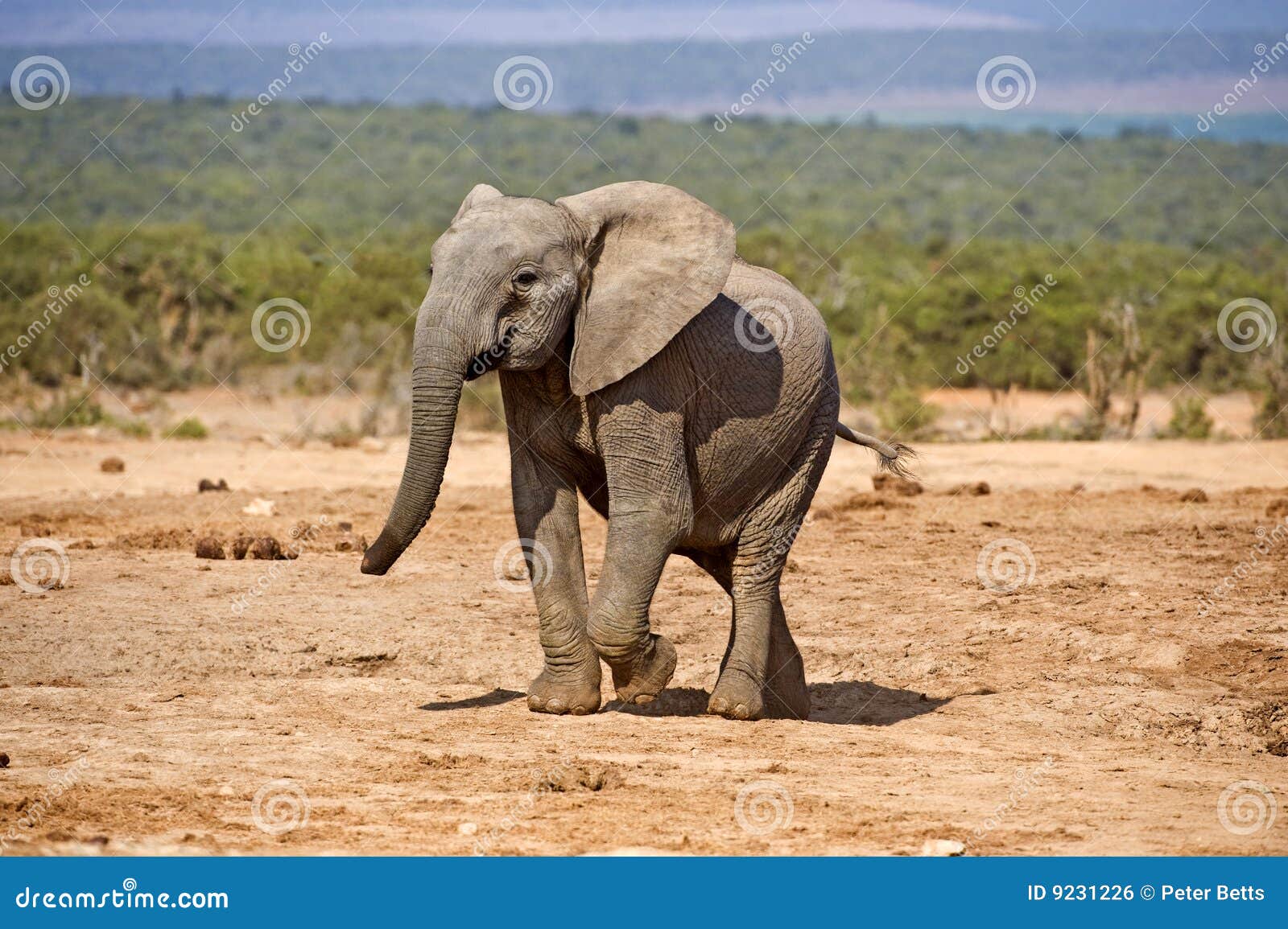 Cheeky Elephant stock photo. Image of trunk, african, challenge - 9231226