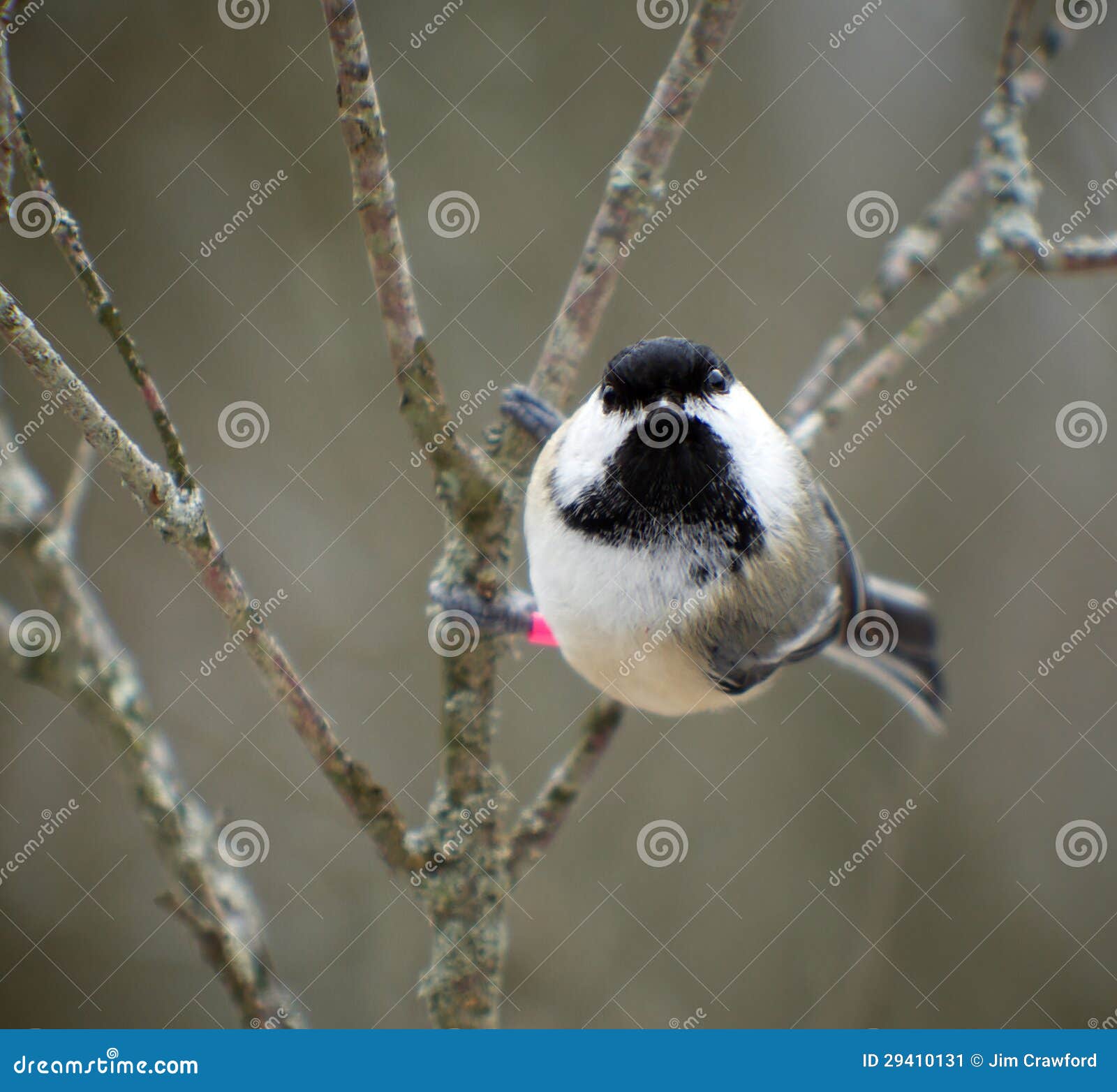 Cheeky Fellow stock image. Image of cute, songbird, avian - 29410131