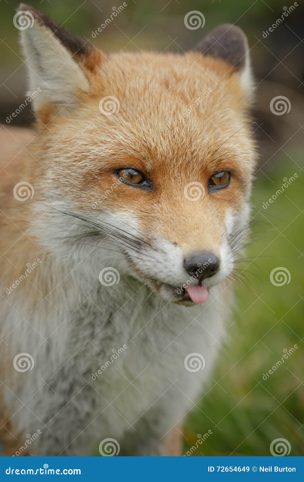 Cheeky fox stock image. Image of orange, grass, face - 72654649