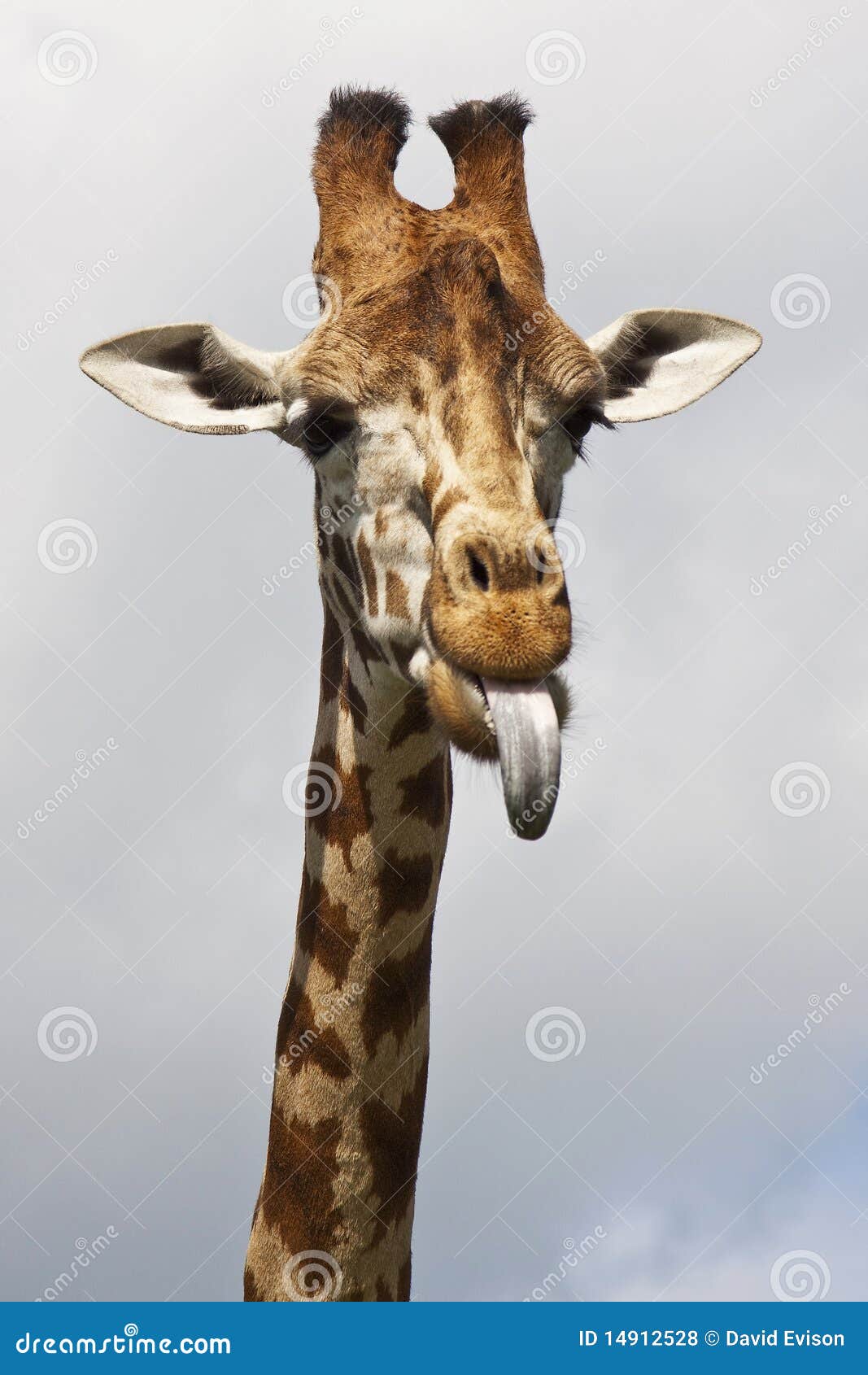 Cheeky Giraffe stock photo. Image of clouds, legs, funny - 14912528
