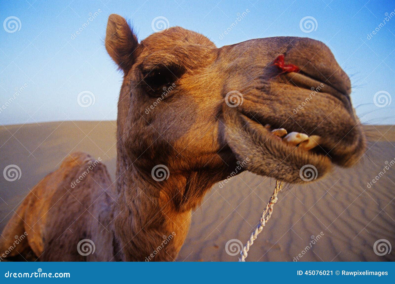 Cheeky Happy Camel in the Desert Stock Image - Image of dromedary, dune ...