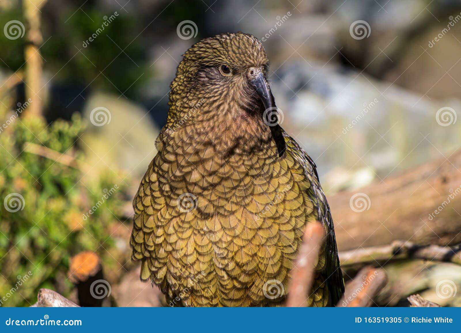 Cheeky Kea Playing in a Walk through Aviary, Close Up Stock Image ...