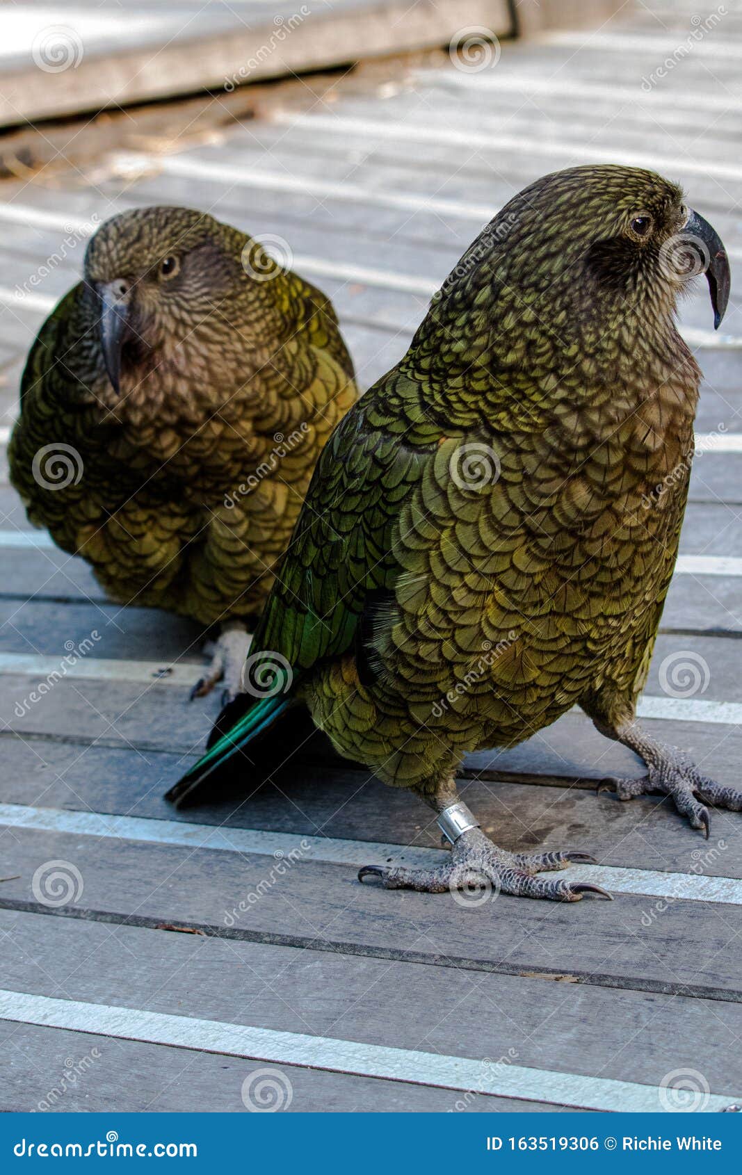 Cheeky Kea Playing in a Walk through Aviary, Close Up Stock Photo ...