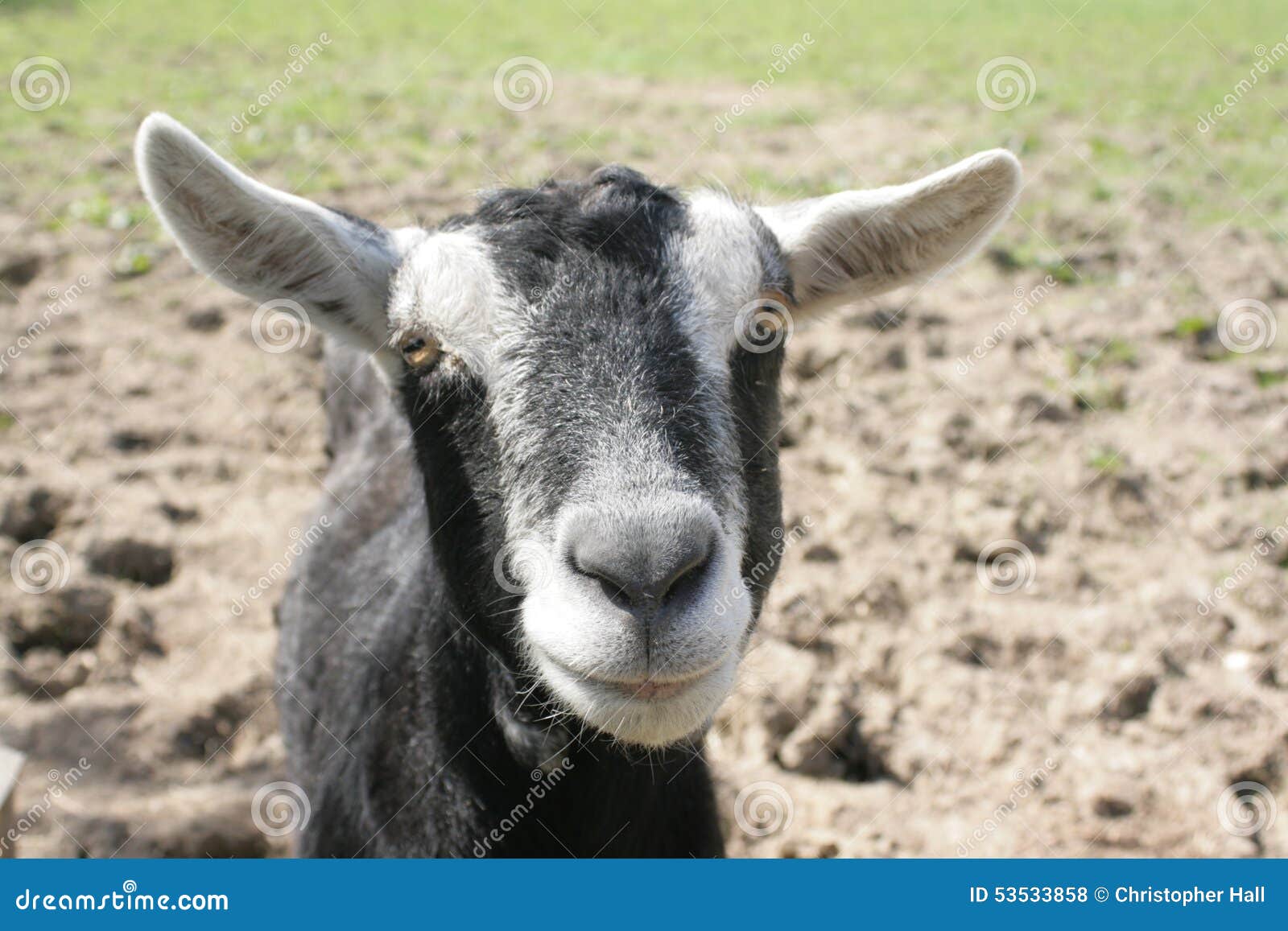 Cheeky looking goat stock photo. Image of nose, farmland - 53533858