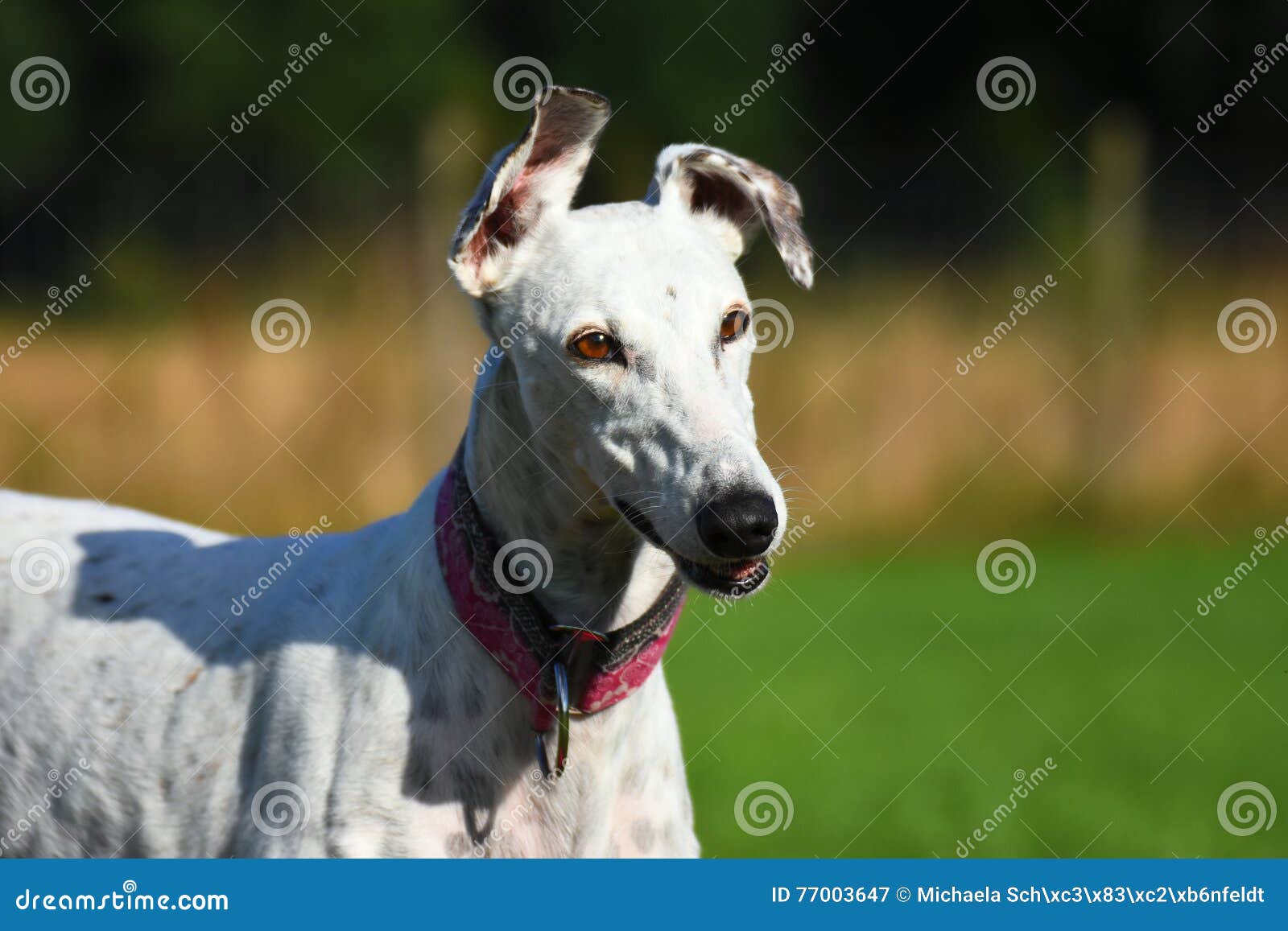 Cheeky looking greyhound stock image. Image of spots - 77003647
