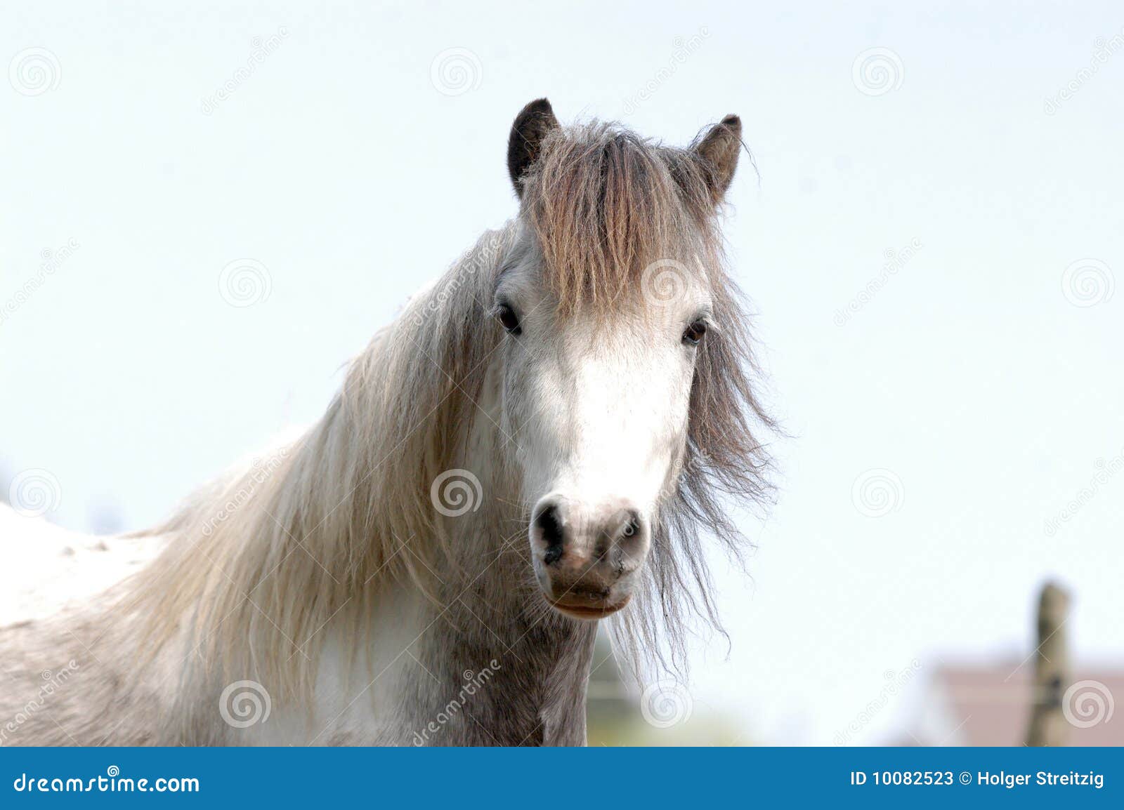 Cheeky looking pony stock image. Image of portrait, look - 10082523