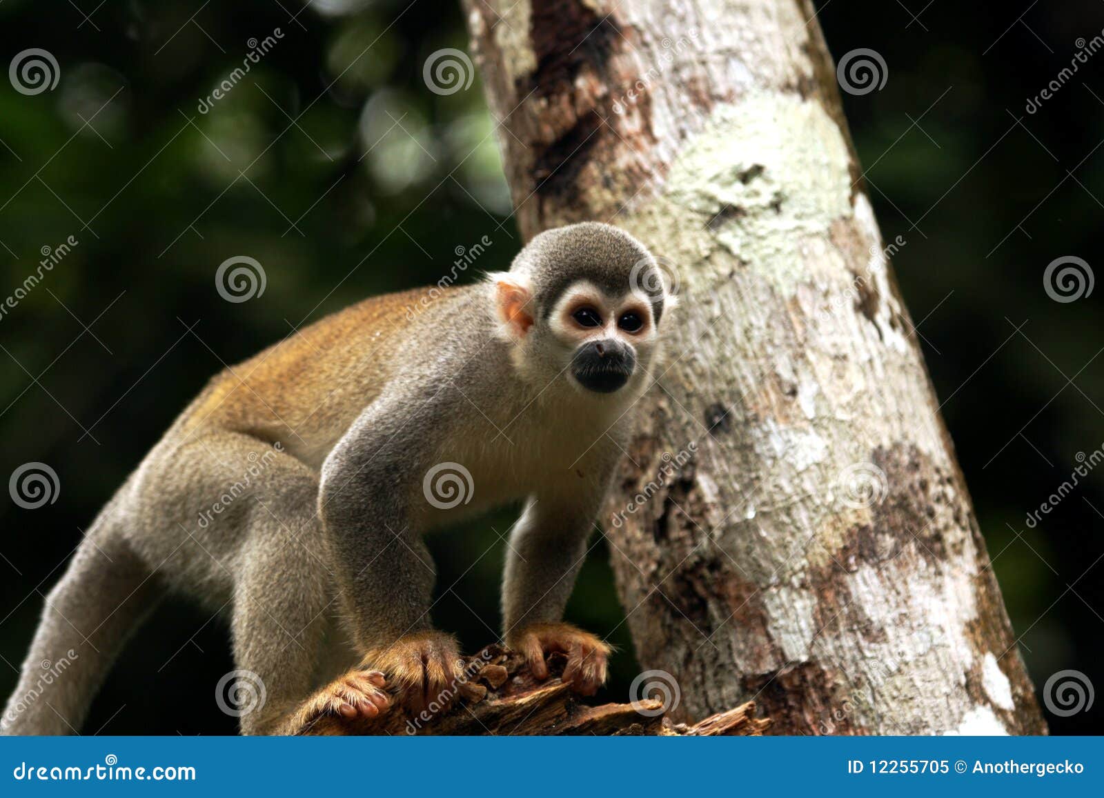 Cheeky Monkey stock image. Image of cheeky, ecuador, play - 12255705