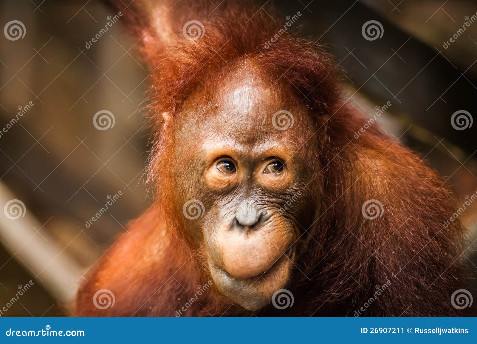 Cheeky monkey stock image. Image of expression, endangered - 26907211