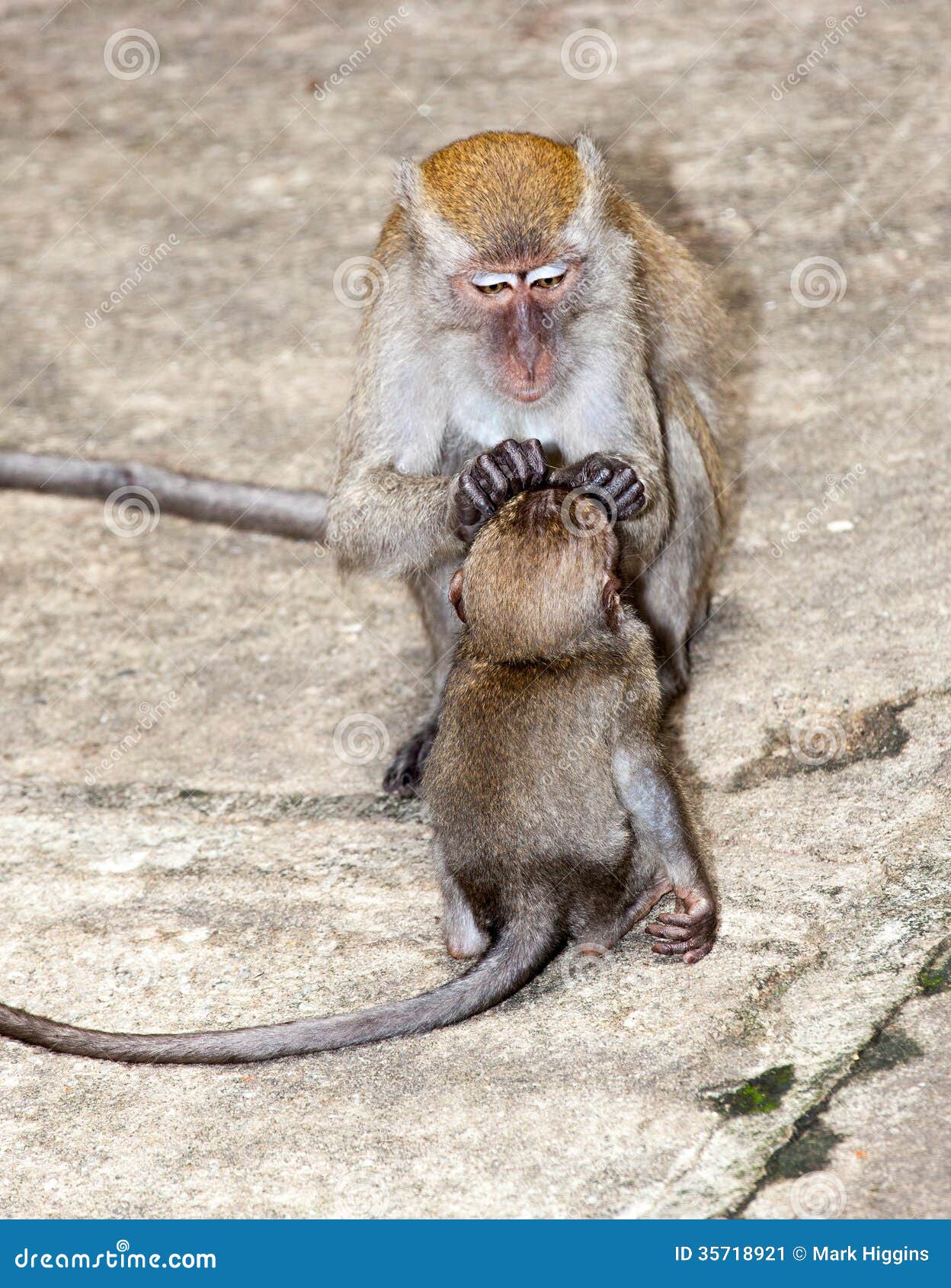 Cheeky monkey stock image. Image of fauna, funny, forest - 35718921