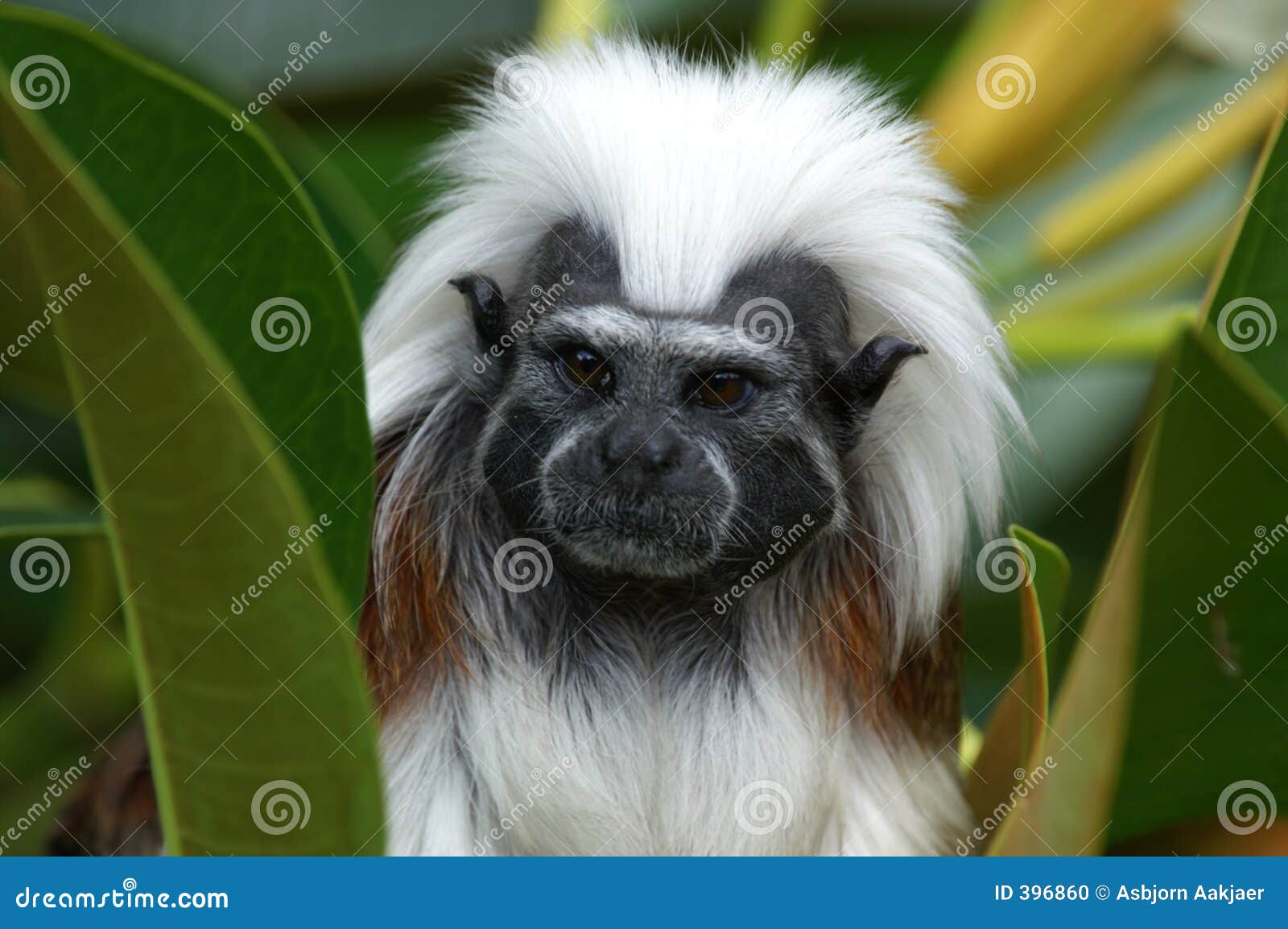 Cheeky Monkey stock photo. Image of expressive, lemur, stare - 396860
