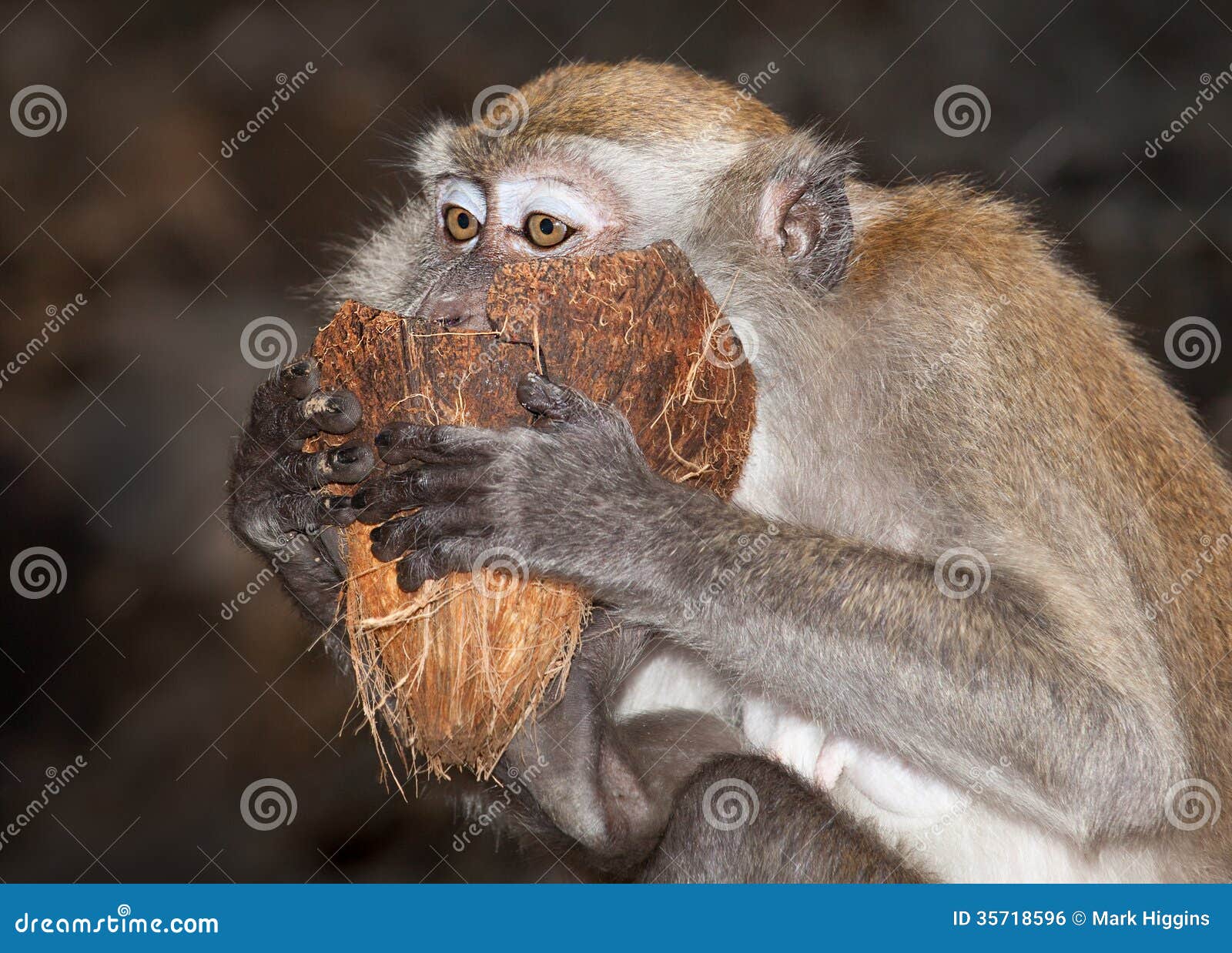 Cheeky monkey stock photo. Image of family, nature, black - 35718596