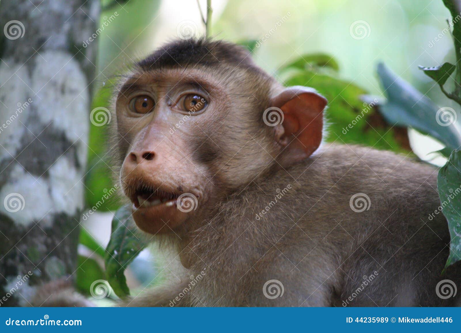 Cheeky Monkey stock image. Image of borneo, cheeky, tailed - 44235989