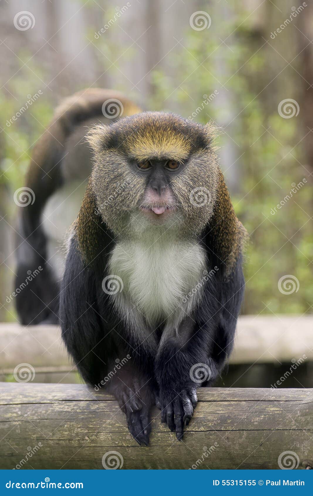 Cheeky Monkey stock image. Image of cheeky, resting, head - 55315155