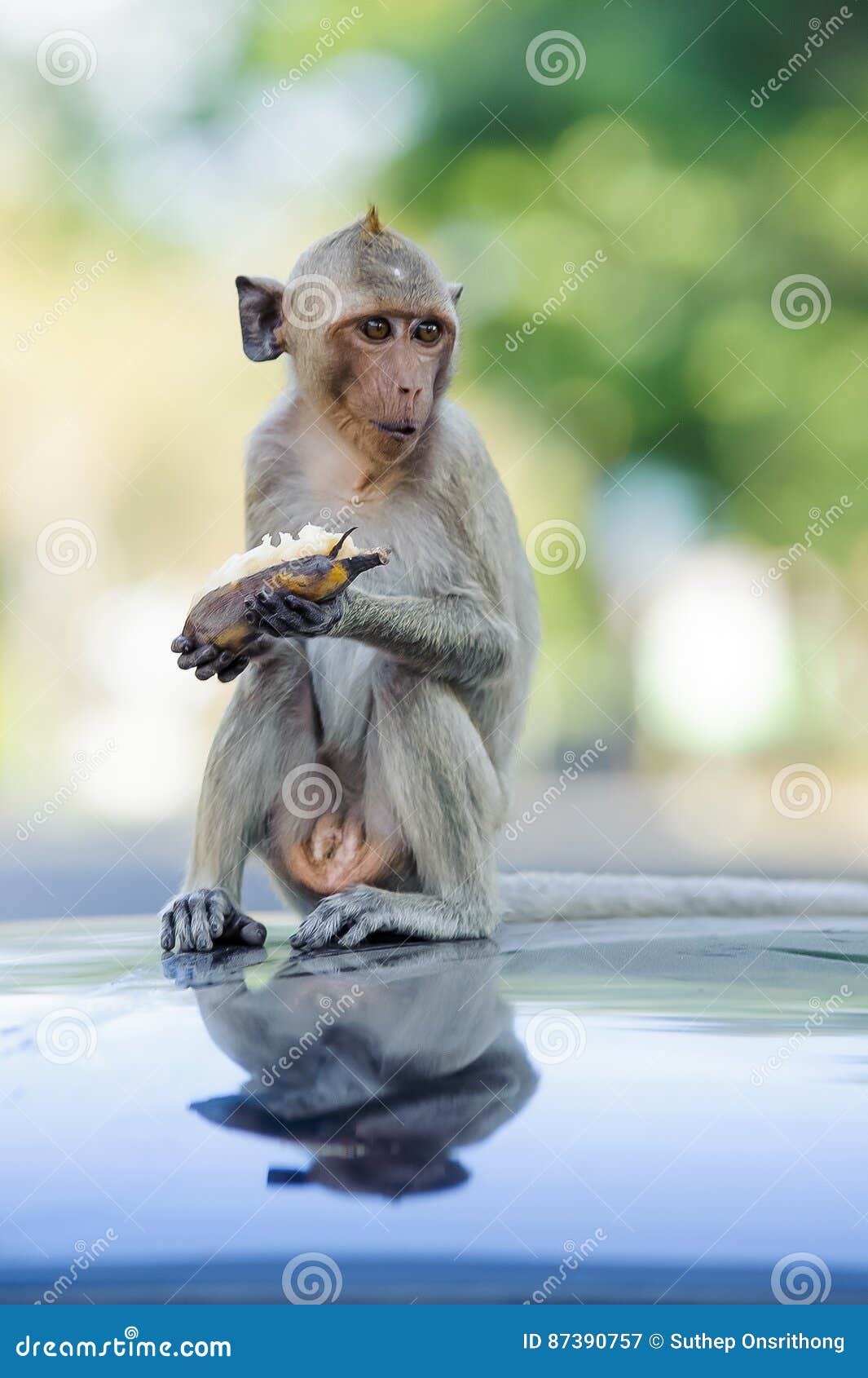 Cheeky Monkey Sitting Eating 2 Stock Image - Image of wildlife ...