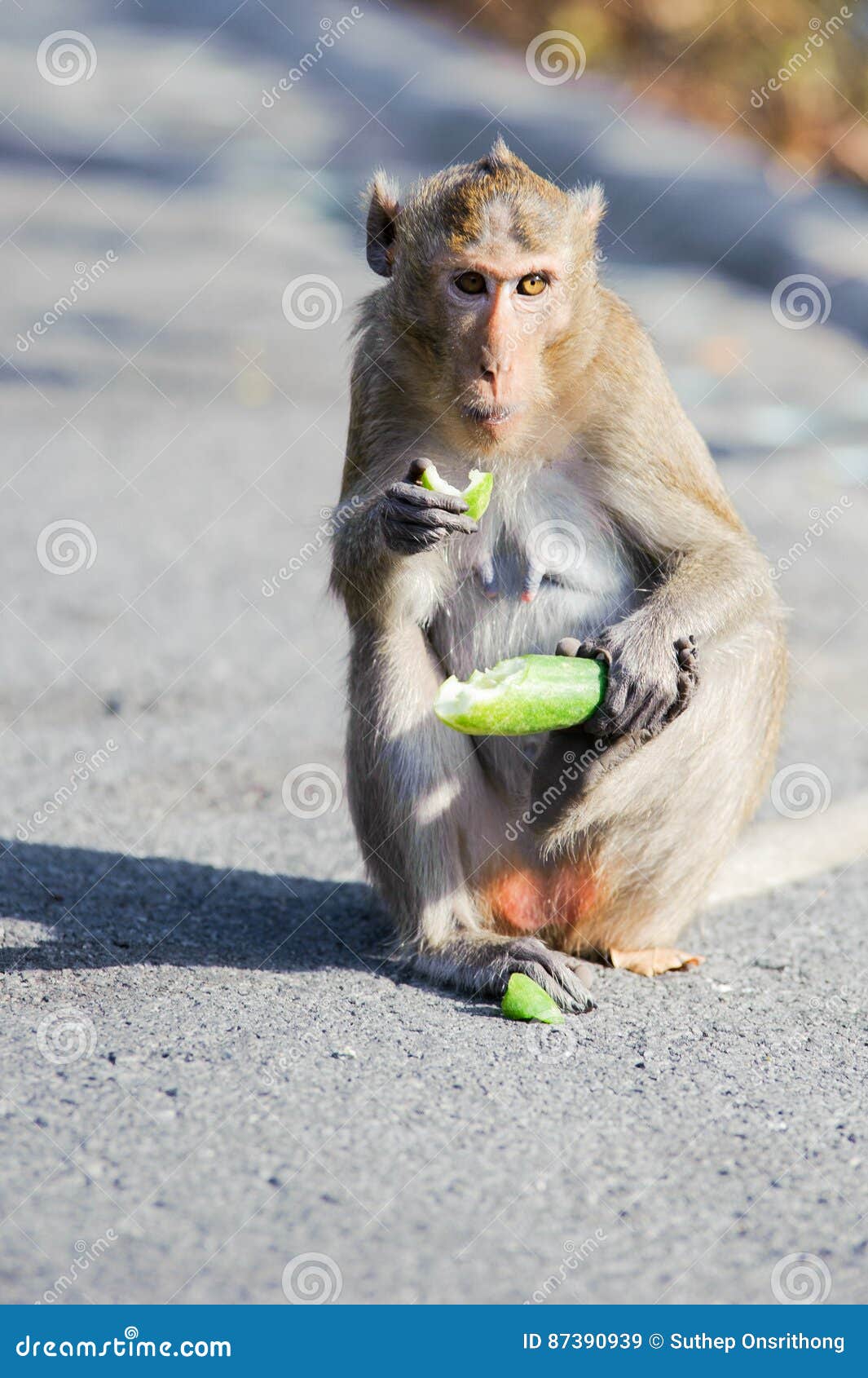 Cheeky Monkey Sitting Eating Stock Image - Image of doubtful, mouth ...