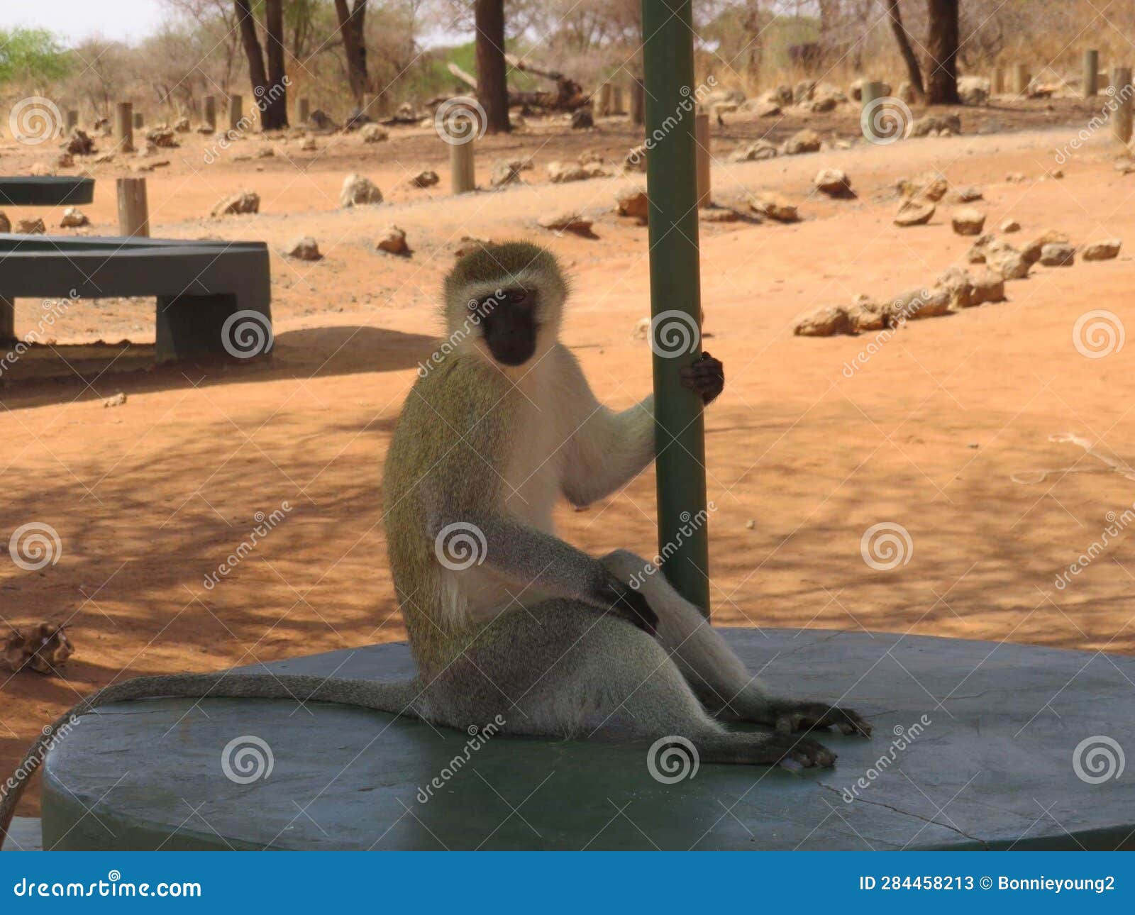 A Cheeky Monkey Waiting for Lunch Stock Image - Image of animal, lunch ...