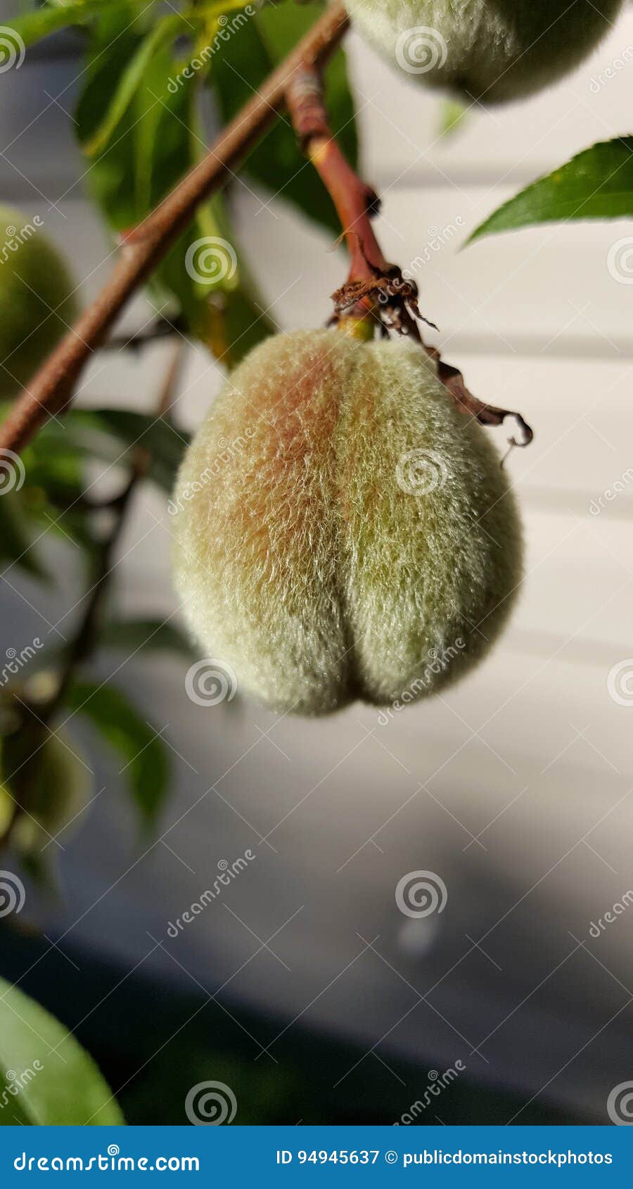 Cheeky Peach Picture. Image: 94945637