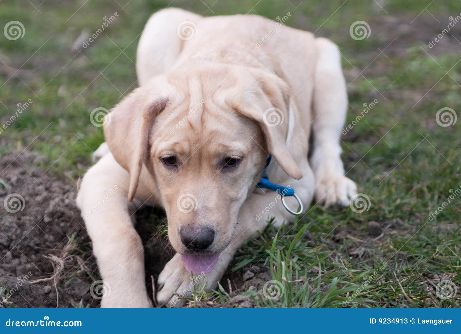 Cheeky puppy stock image. Image of guard, beautiful, look - 9234913