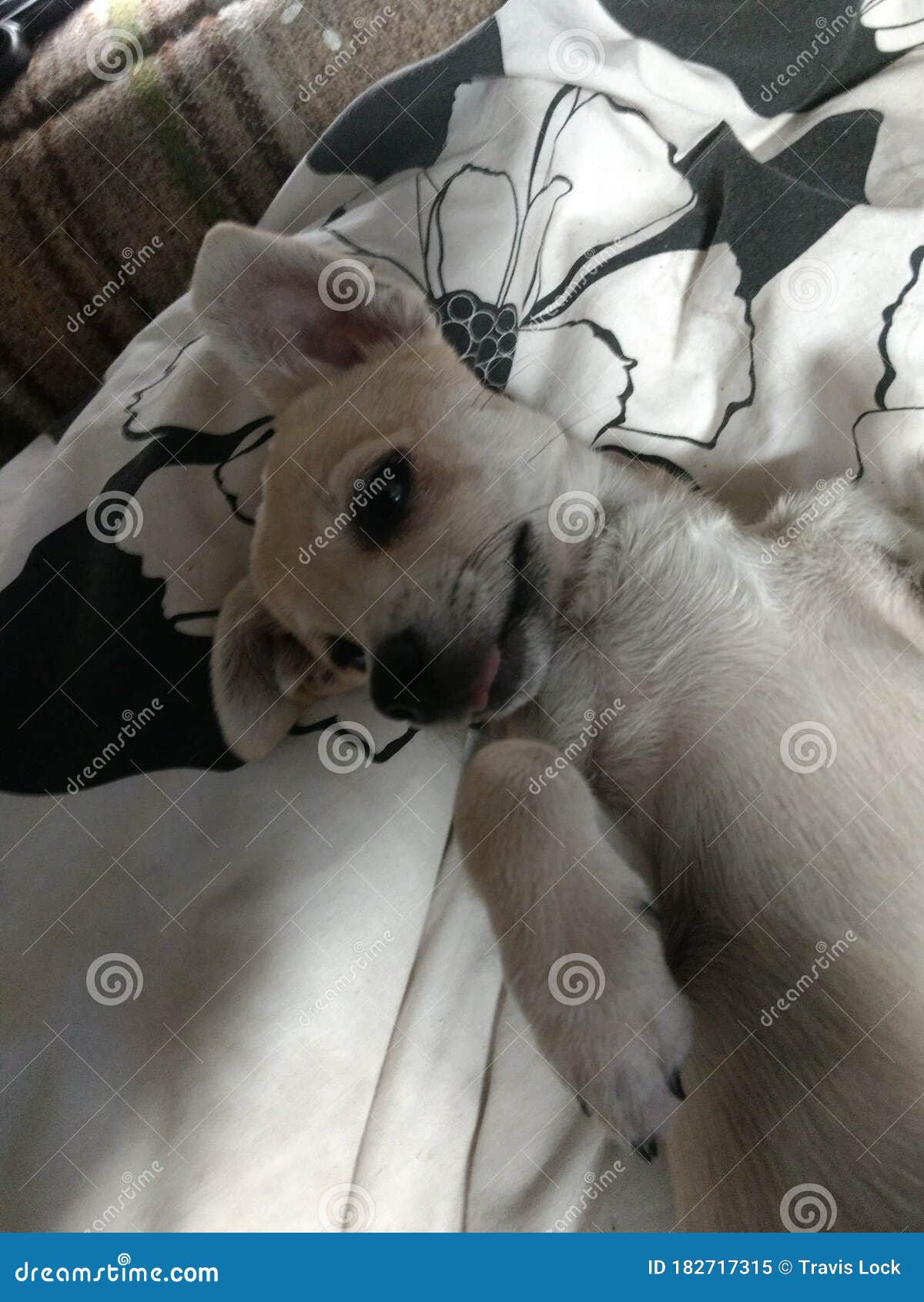 Cheeky puppy dog stock image. Image of kitten, terrier - 182717315