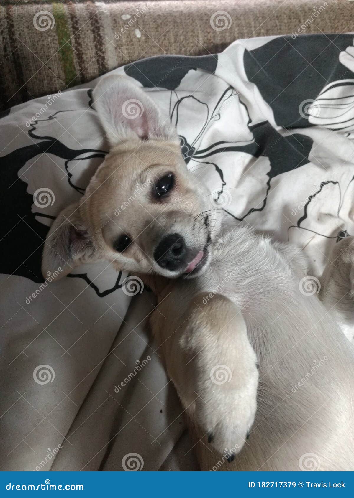 Cheeky puppy dog stock image. Image of sports, cheeky - 182717379