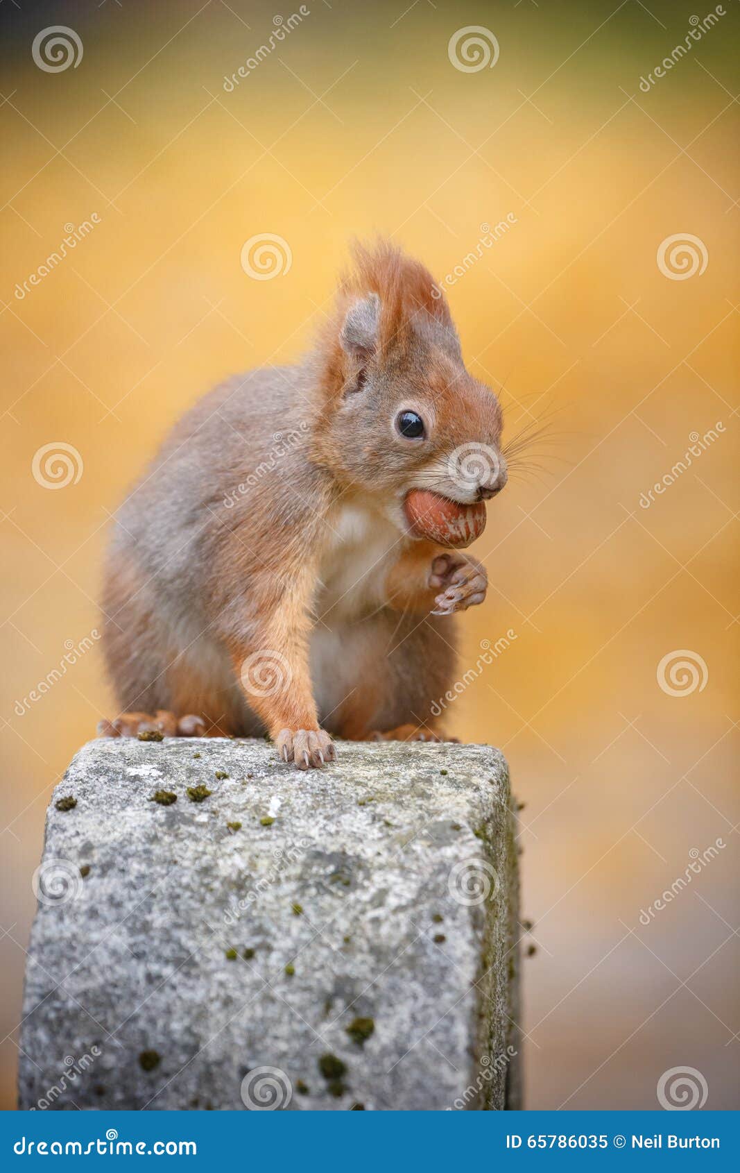 Cheeky red squirrel stock image. Image of pine, birch - 65786035