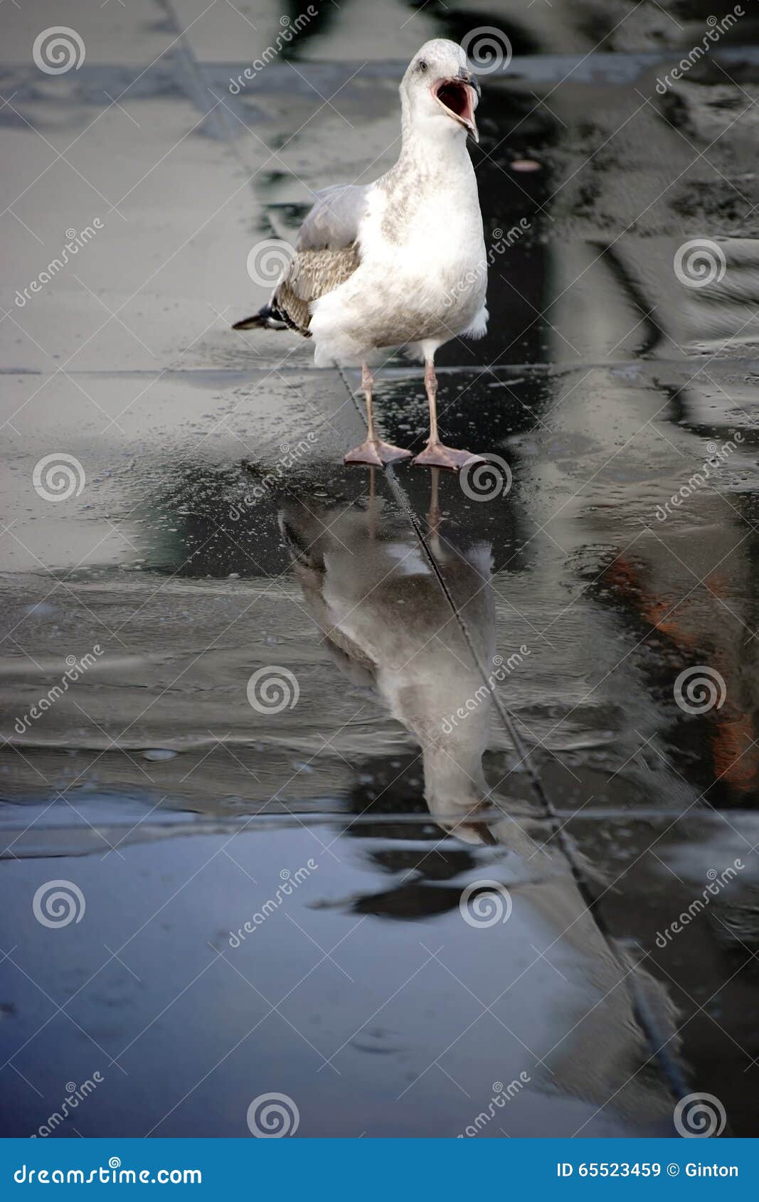 Cheeky seagull stock image. Image of mirror, scream, rainy - 65523459
