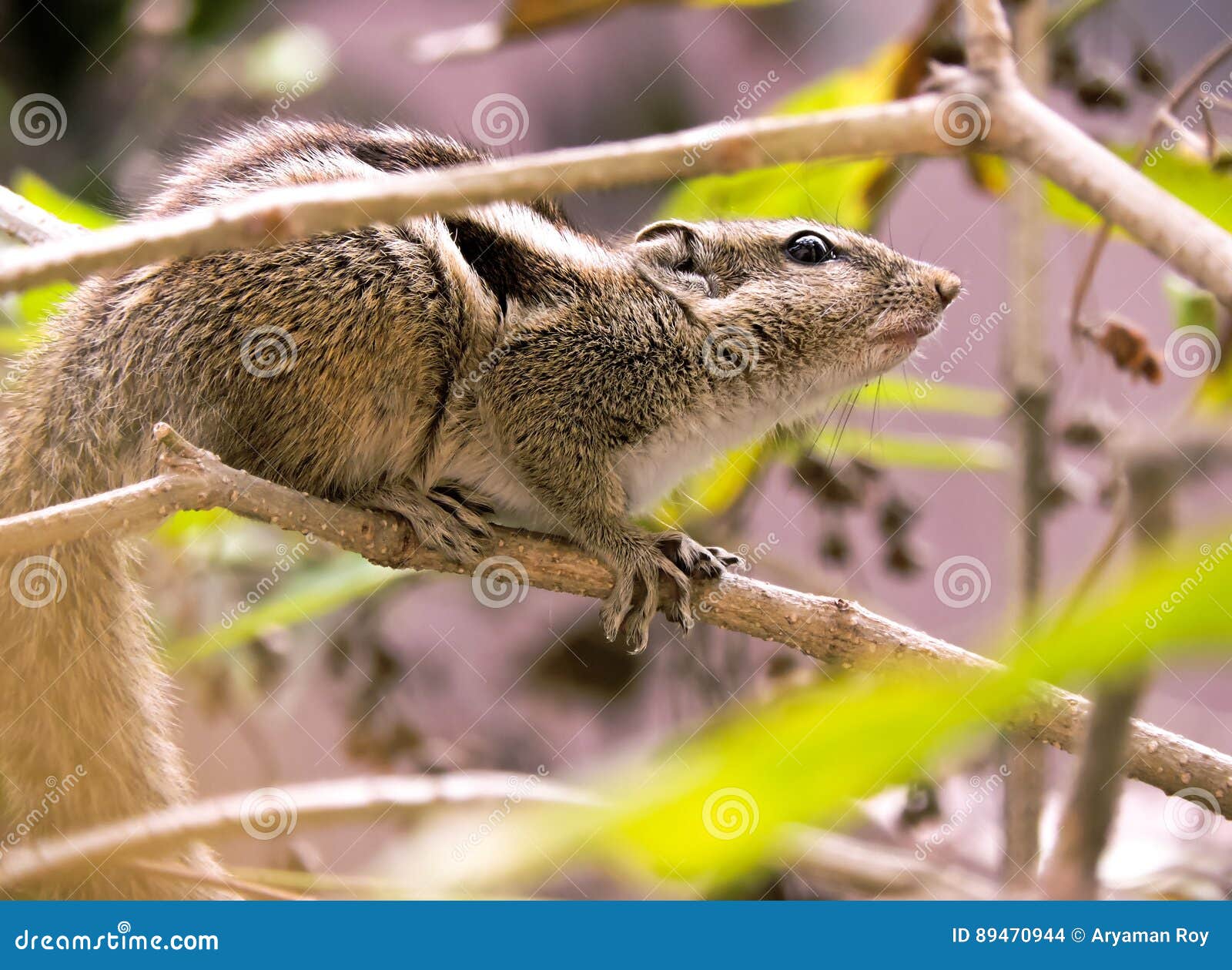 Cheeky Squeaky stock photo. Image of eyes, cheeky, great - 89470944