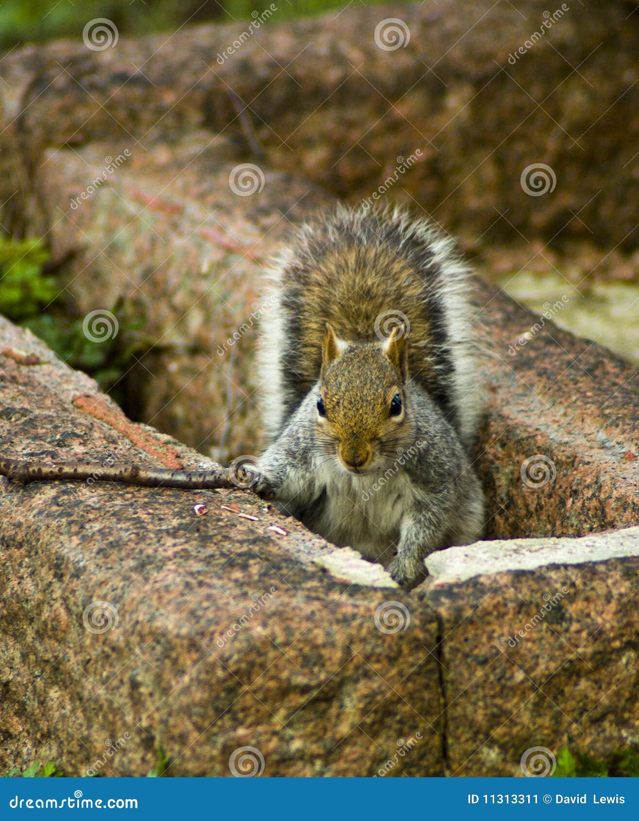 Cheeky squirrel stock image. Image of grey, wildlife - 11313311
