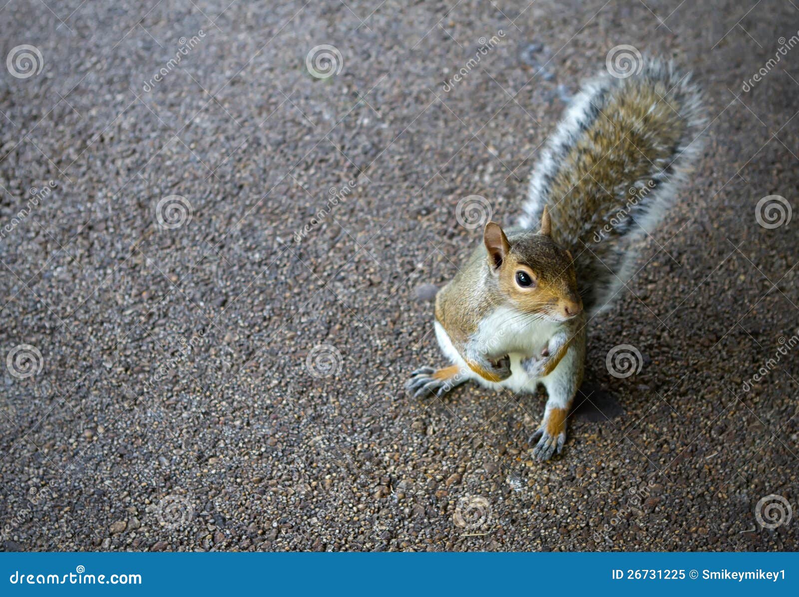 Cheeky squirrel stock image. Image of rodent, play, animal - 26731225