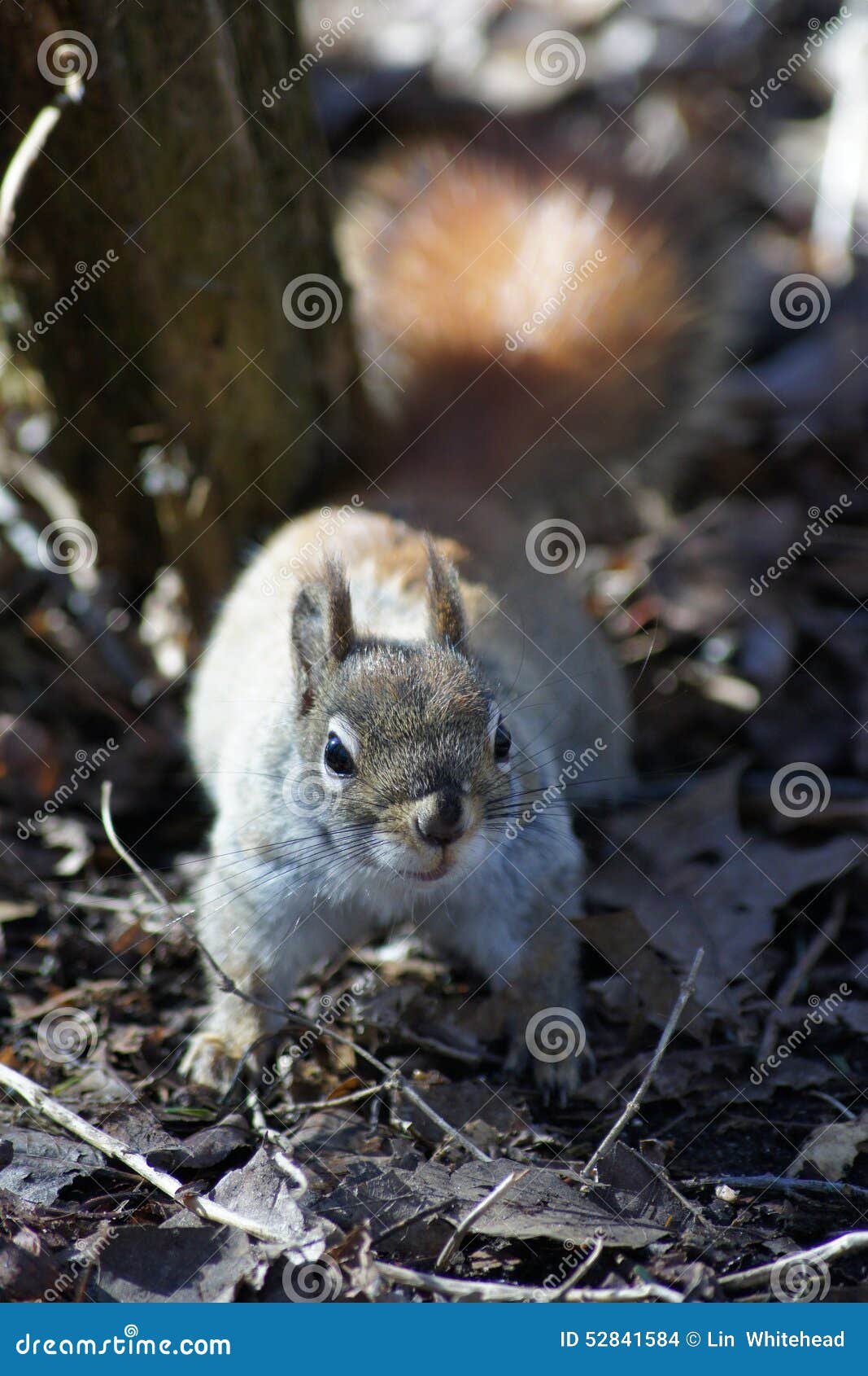 Cheeky Squirrel with Attitude. Stock Photo - Image of eyes, cheeky ...