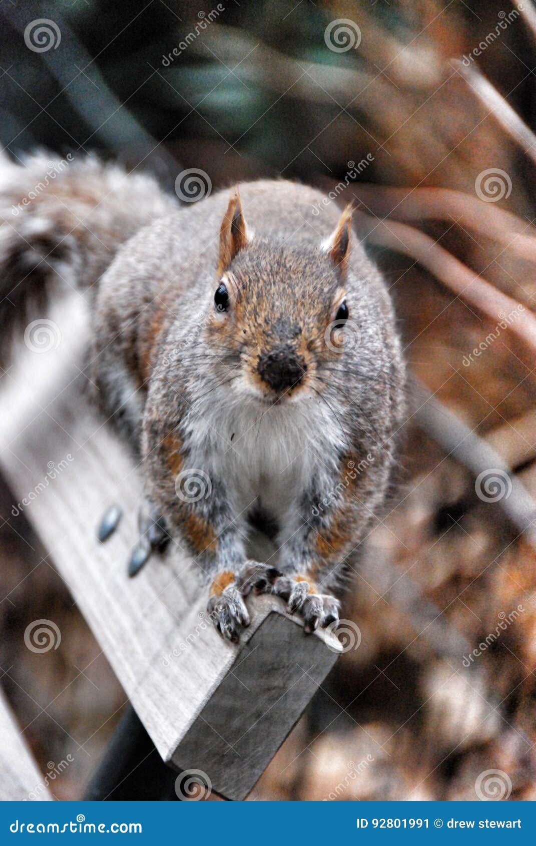 Cheeky squirrel stock image. Image of squirrel, cheeky - 92801991