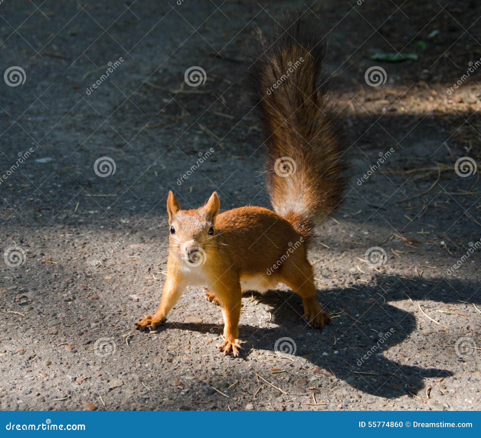 Cheeky squirrel stock photo. Image of cheeky, summon - 55774860