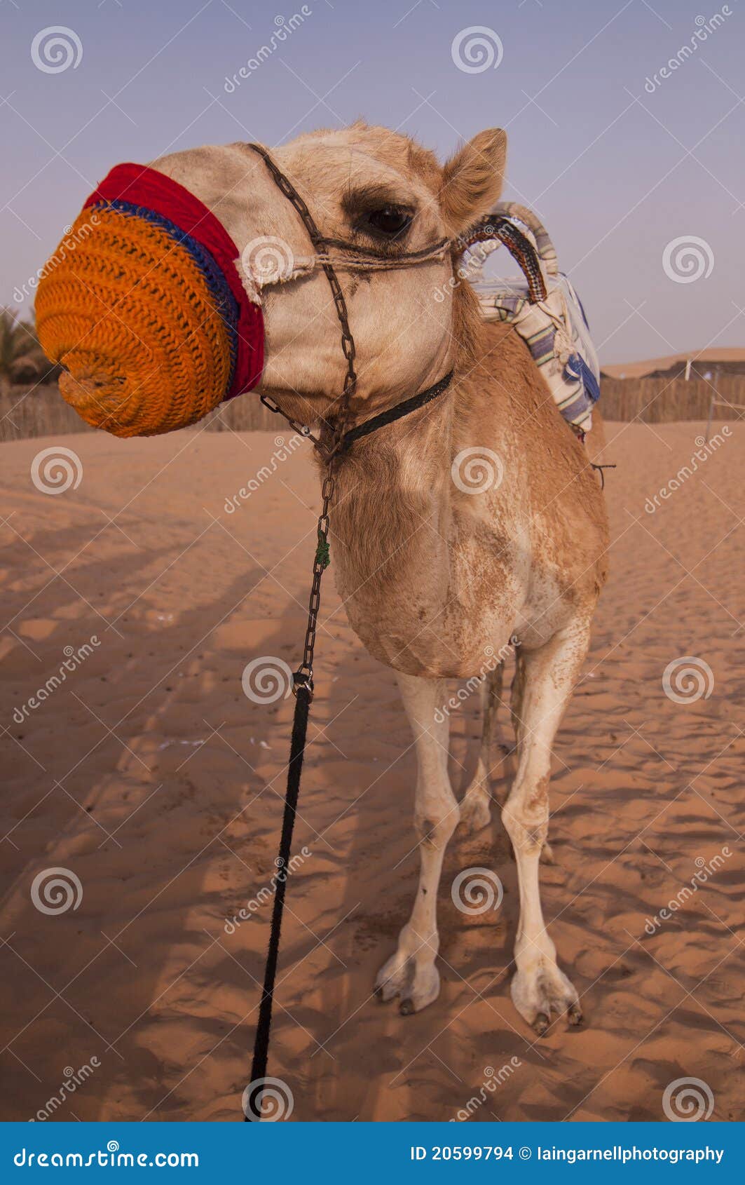 Cheeky Tied up Camel stock photo. Image of desert, hump - 20599794