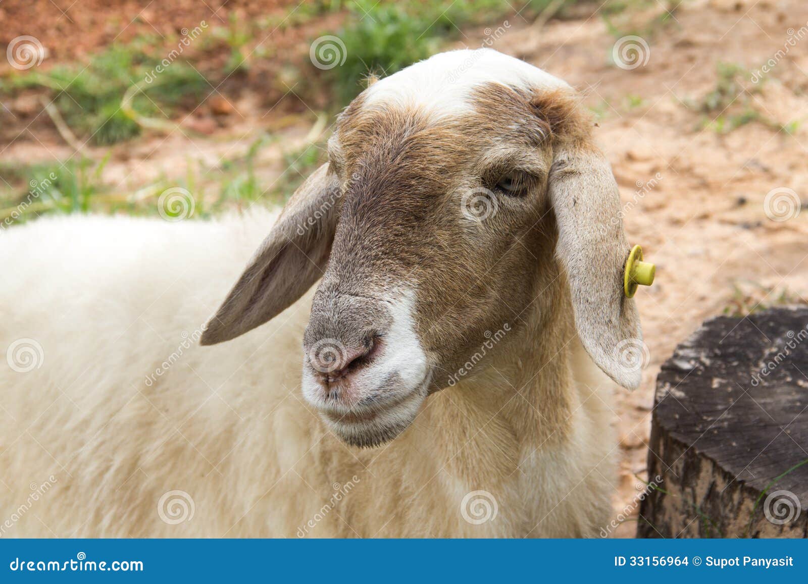 Cheep stock photo. Image of cute, livestock, animal, look - 33156964