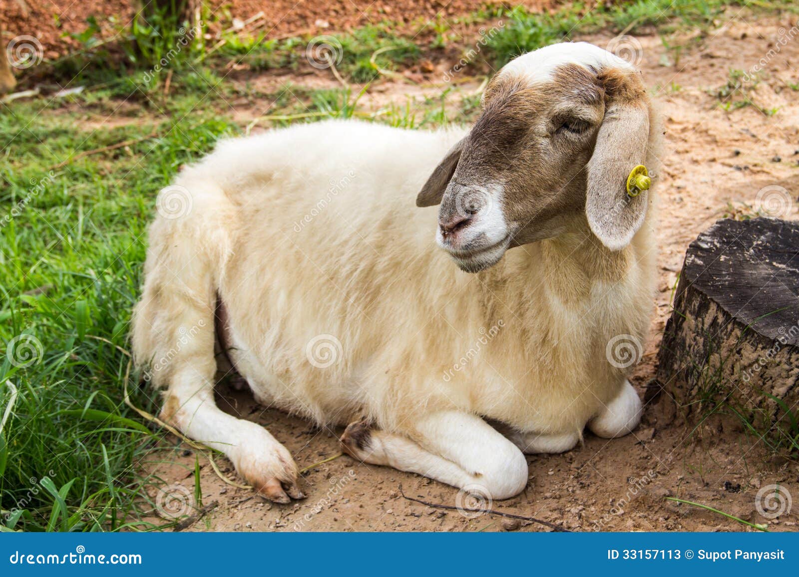 Cheep in meadow stock image. Image of isolated, natural - 33157113