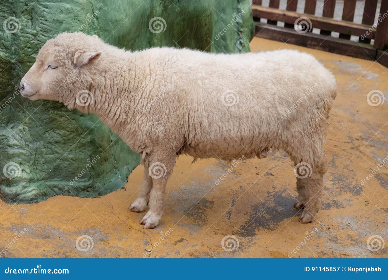 Cheep stock image. Image of rural, cheep, agriculture - 91145857