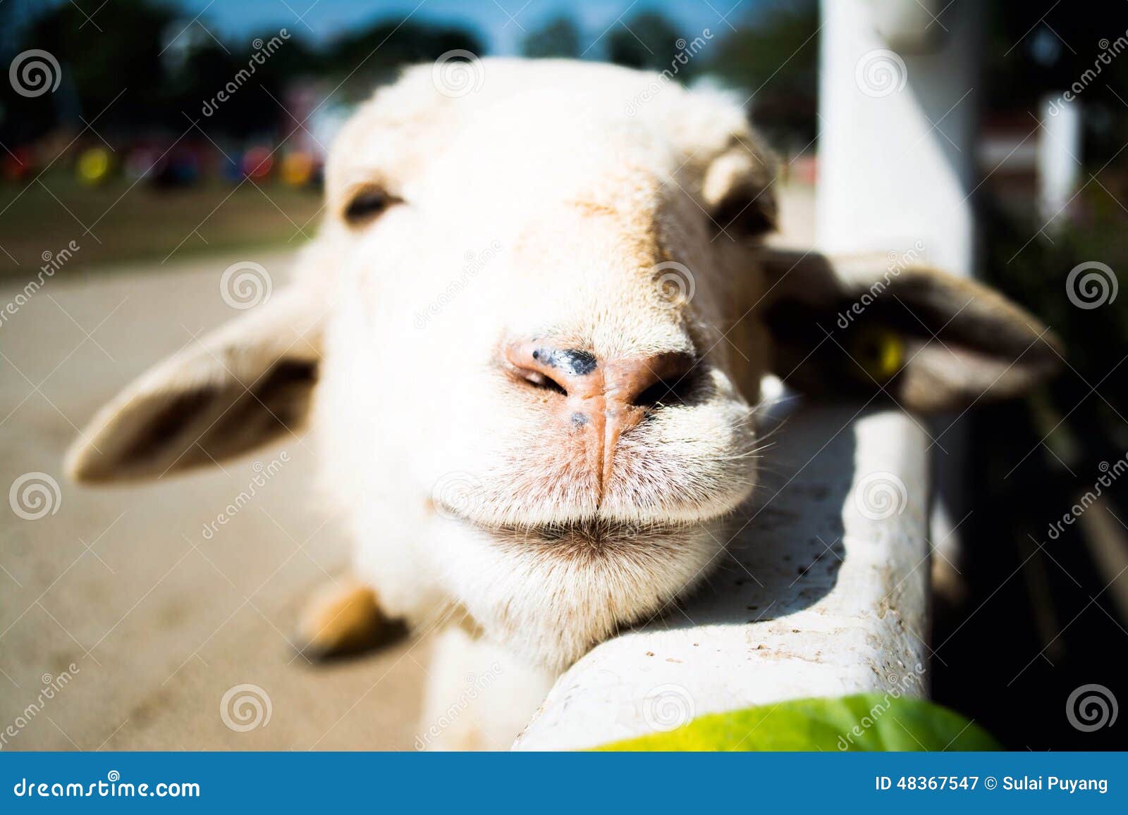 Cheep Smile stock image. Image of fram, white, happy - 48367547