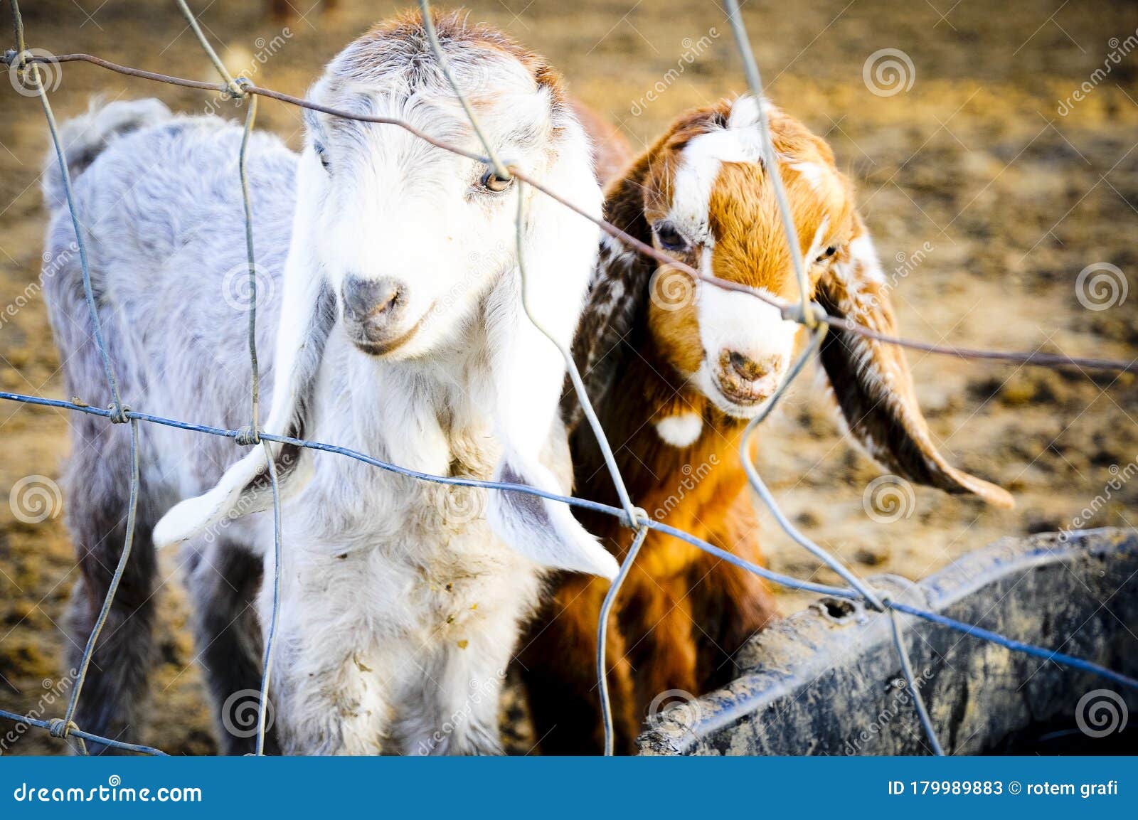 Cheeps stock image. Image of negev, baby, south, farm - 179989883
