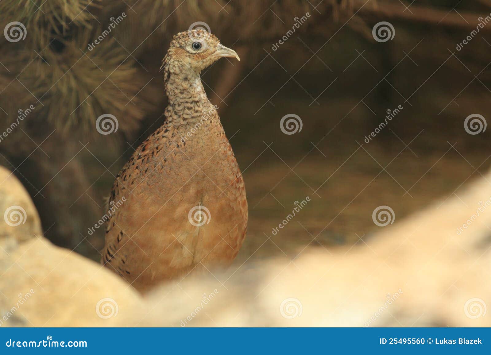 Cheer pheasant stock photo. Image of catreus, female - 25495560