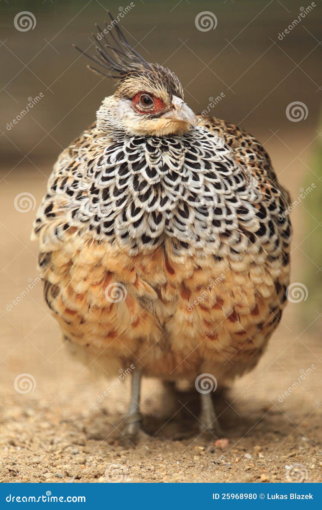 Cheer pheasant stock photo. Image of wallichii, crest - 25968980