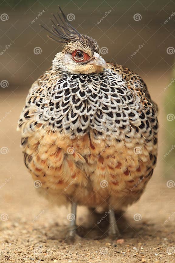 Cheer pheasant stock photo. Image of wallichii, crest - 25968980