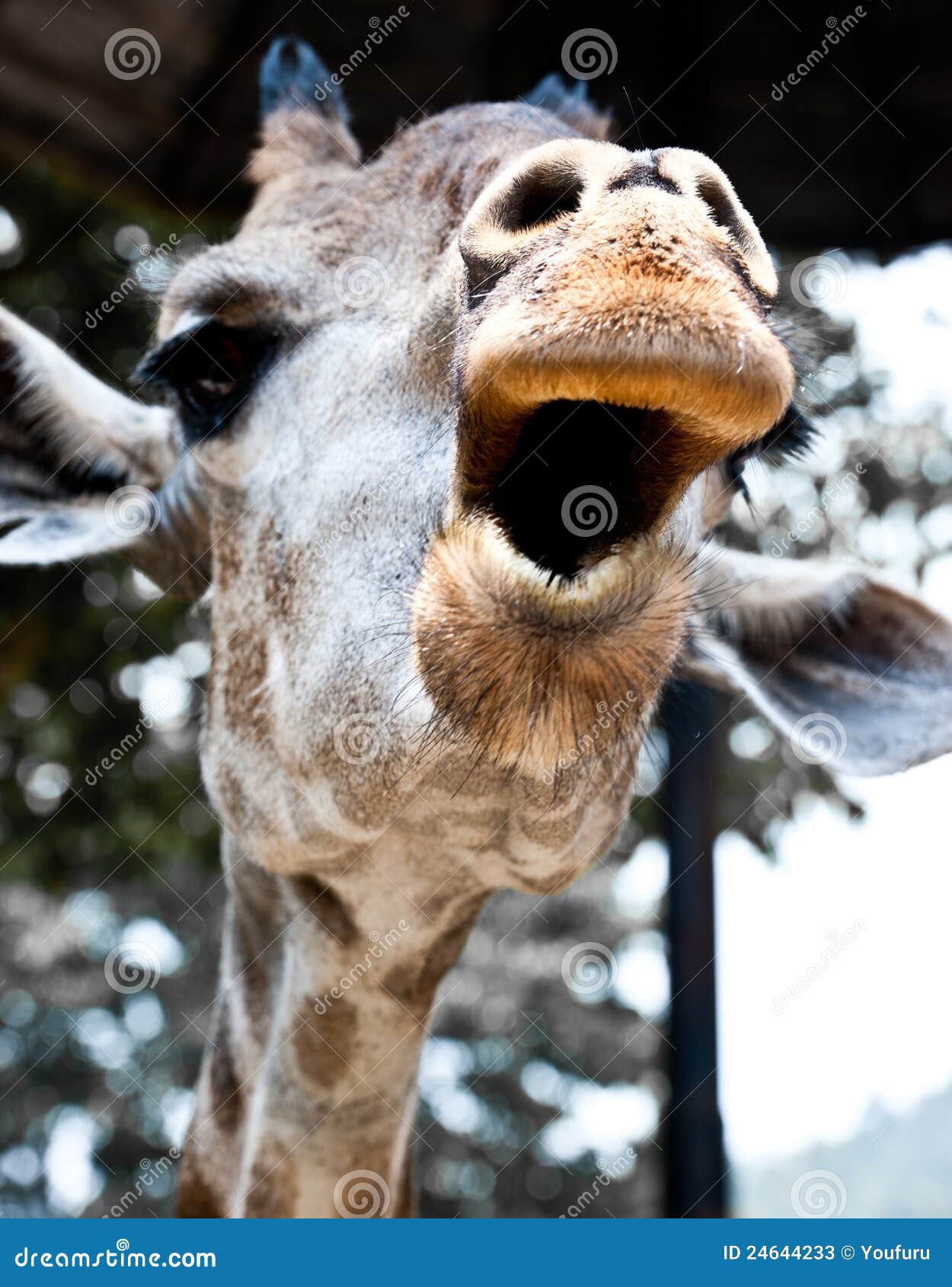 Cheer Up! from a Giraffe stock image. Image of open, mammals - 24644233