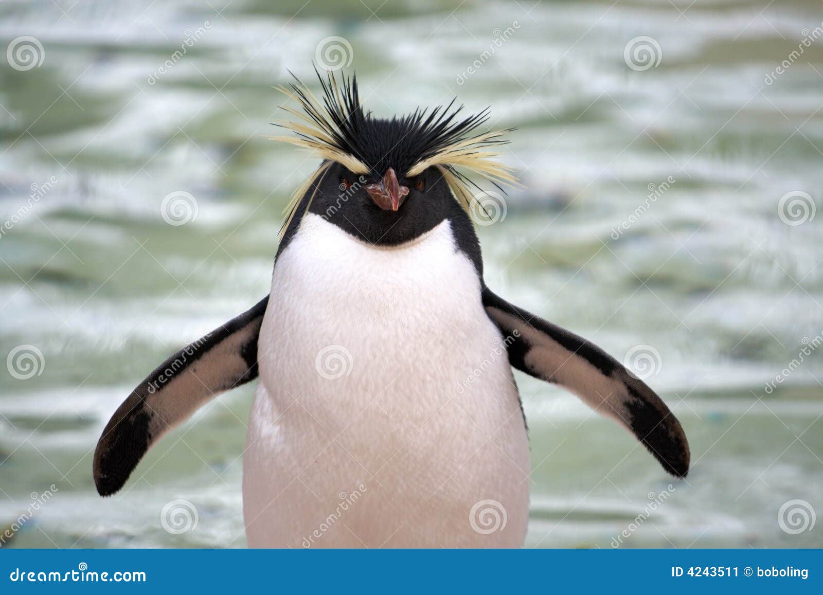 Cheerful stock image. Image of nature, southern, penguin - 4243511