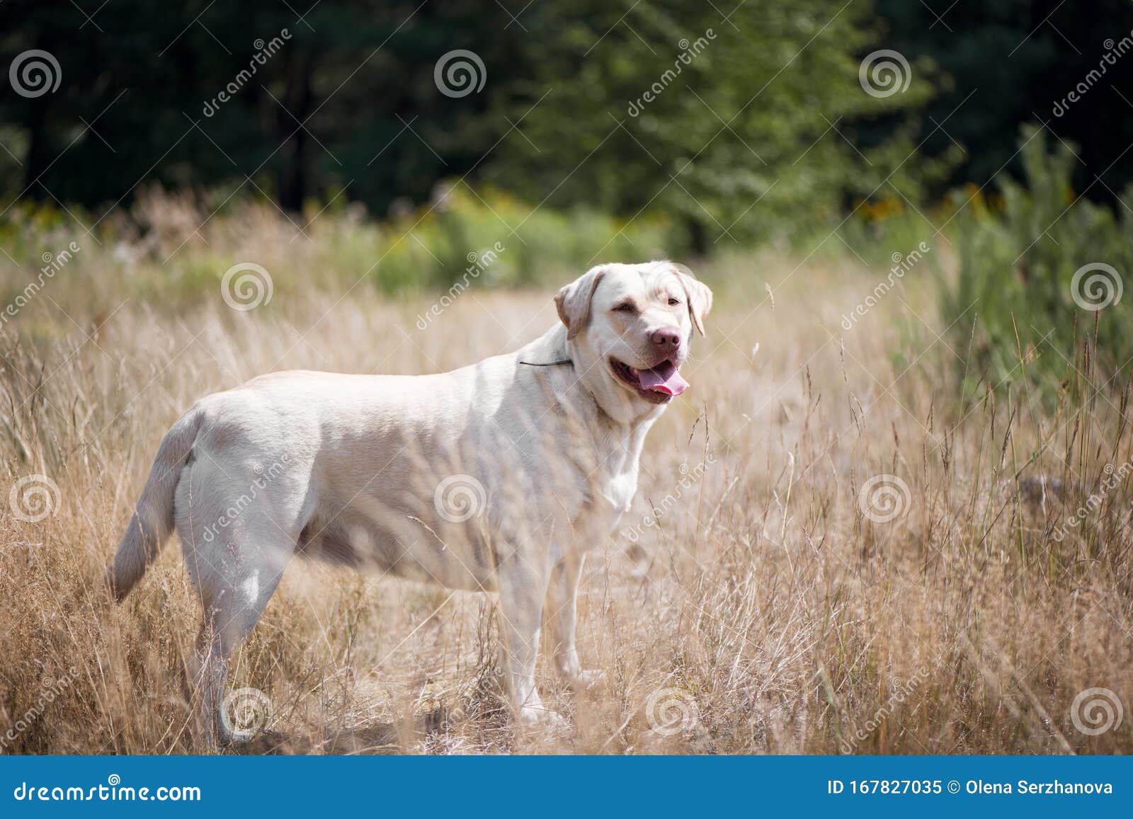 Cheerful Yellow Labrador Retriever on Lawn Stock Image - Image of lawn ...