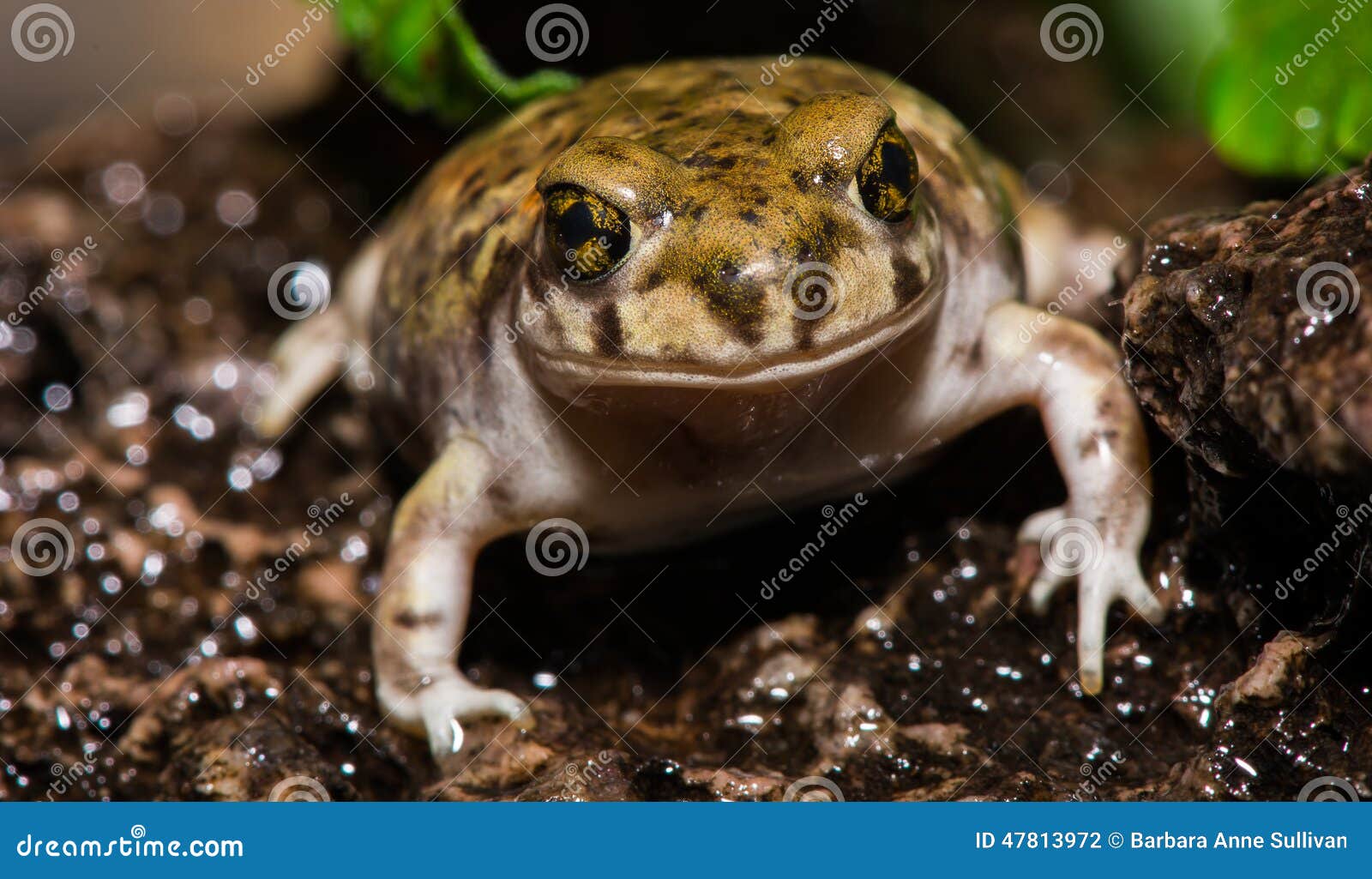 Cheerful Backyard Toad stock photo. Image of scenery - 47813972