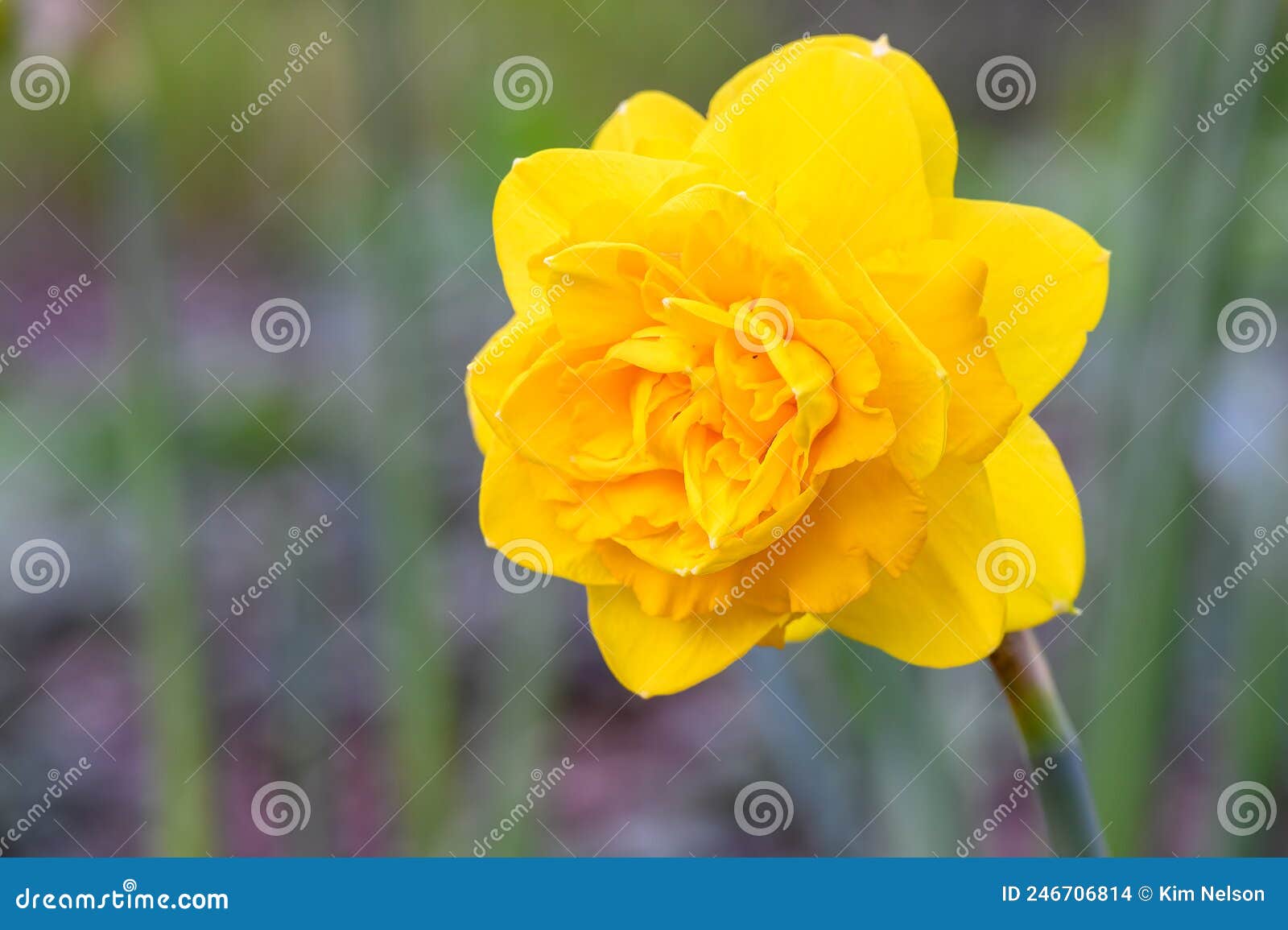 Cheerful Bright Yellow Double Bloom of a Daffodil Flowering in a Spring ...