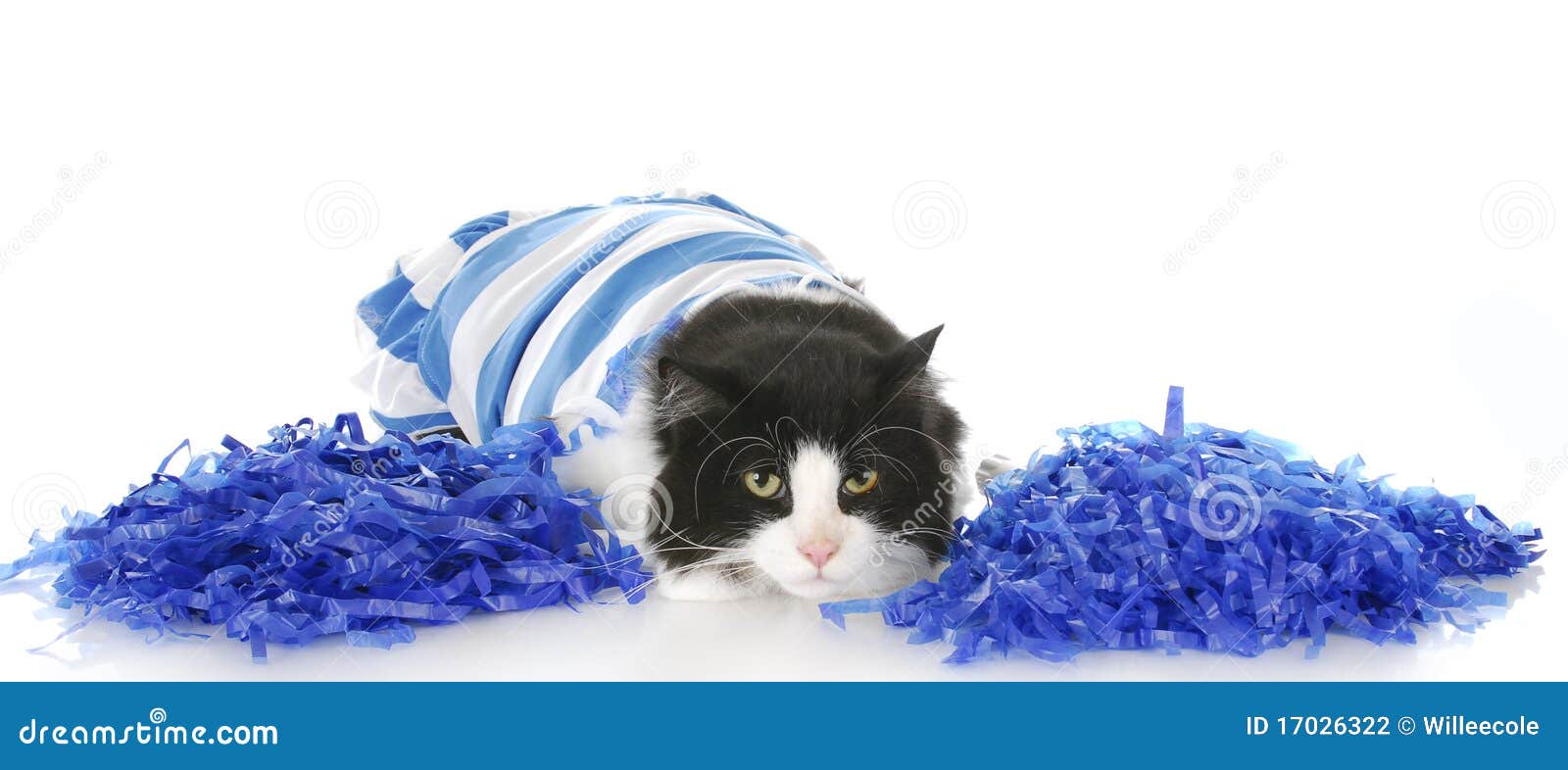Cheerful cat stock photo. Image of comical, funny, spoiled - 17026322