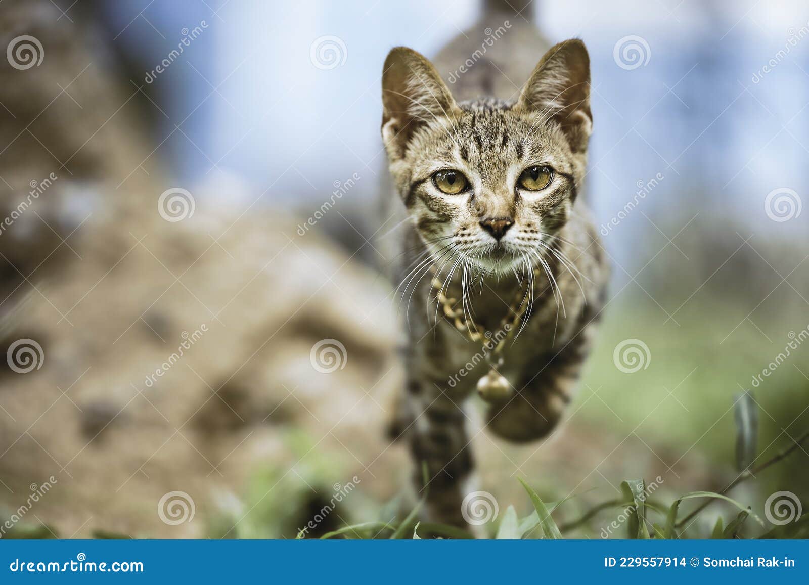 A Cheerful Cat on the Run Leaping and Looking Intensely Forward, Cat ...