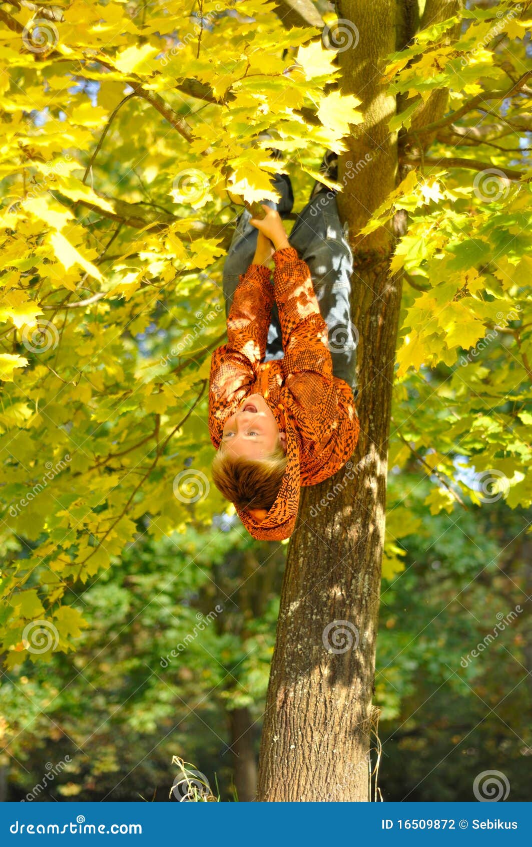 Cheerful Child Hang On Tree Stock Photography | CartoonDealer.com #16509872