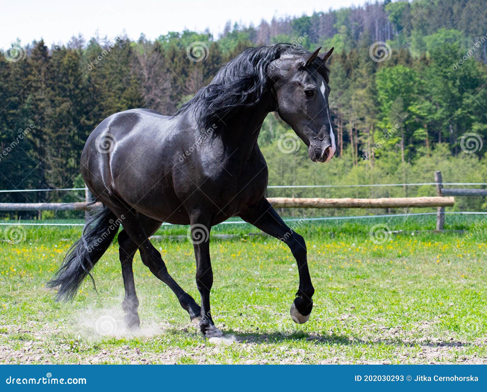 159 Black Dancing Horse Stock Photos - Free & Royalty-Free Stock Photos ...